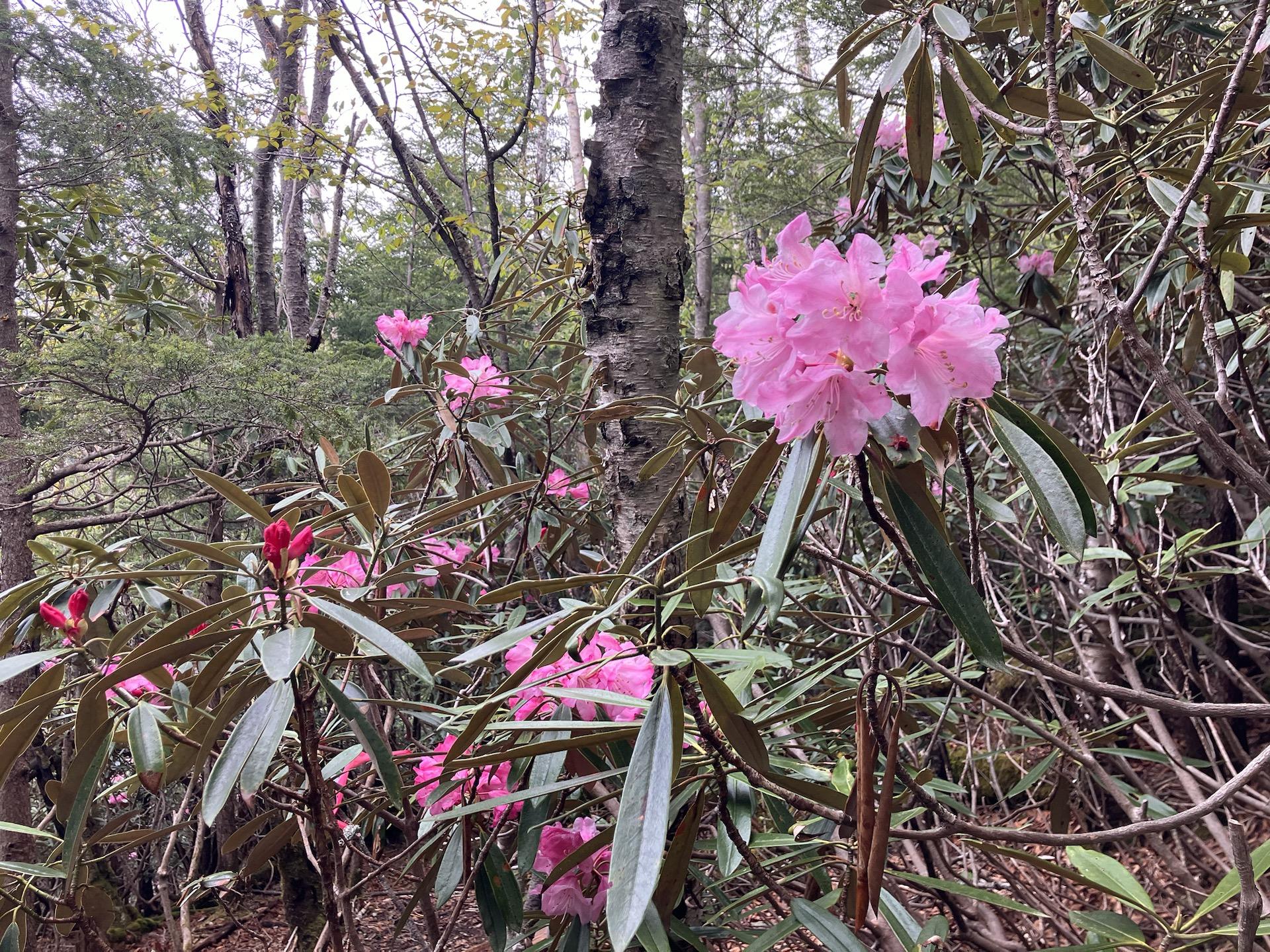 甲武信ヶ岳 徳ちゃん新道 / Reyさんの甲武信ヶ岳の活動データ | YAMAP / ヤマップ