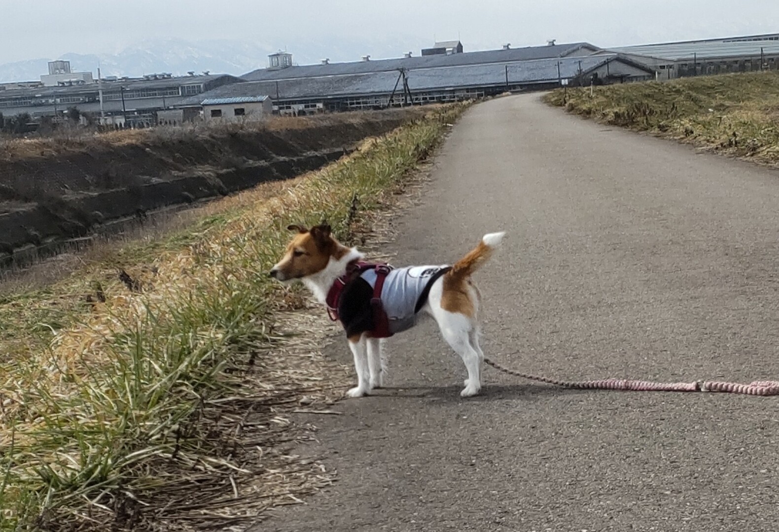 夜勤前にあさんぽ🐾ロングコース‼️ 春... / もちこさんのモーメント | YAMAP / ヤマップ