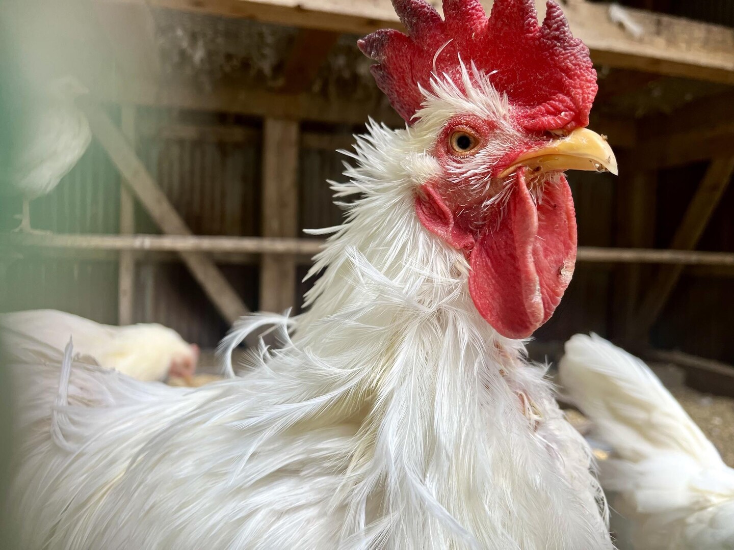 お礼参りでgive up(o_ _)o【高良山】 / pu_kaoさんの高良山・発心山・鷹取山の活動日記 | YAMAP / ヤマップ