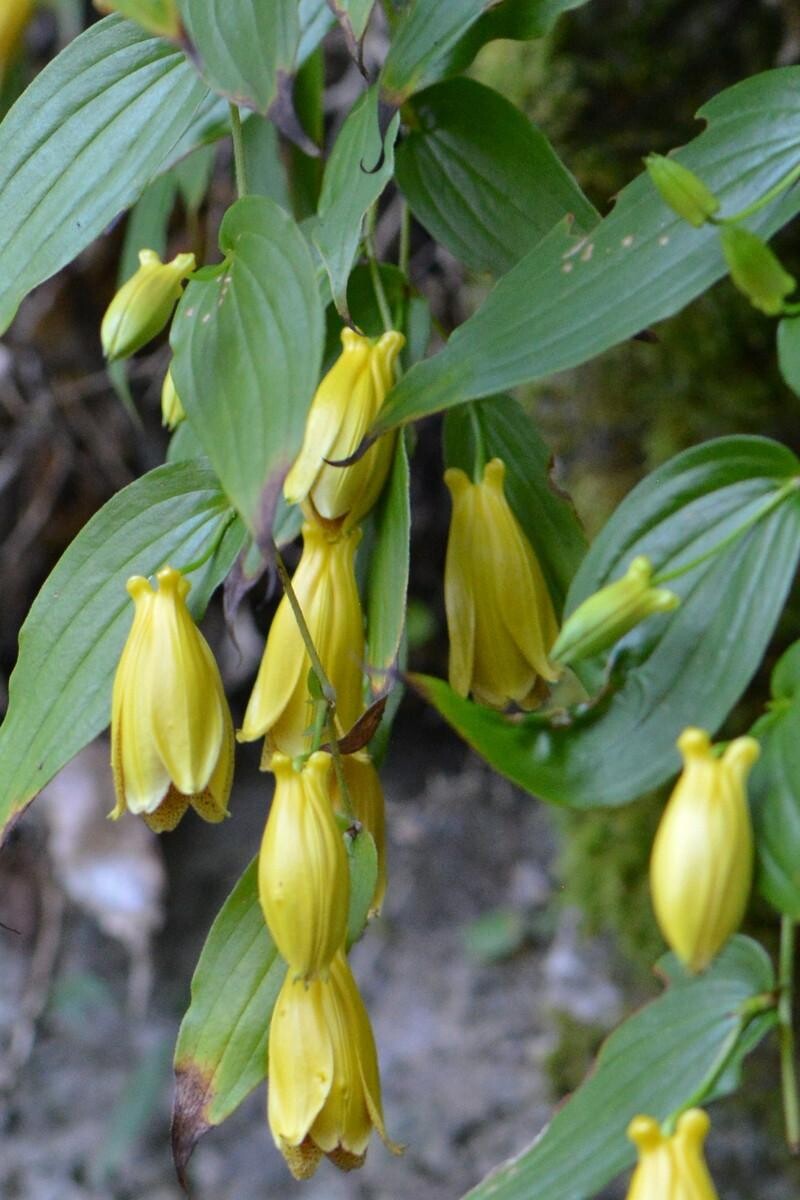 💚絶品ジョウロウホトトギス 上臈杜鵑草... / 四国の花Moment🤗🌱ー花と山のグラビアサイトーさんのモーメント | YAMAP / ヤマップ