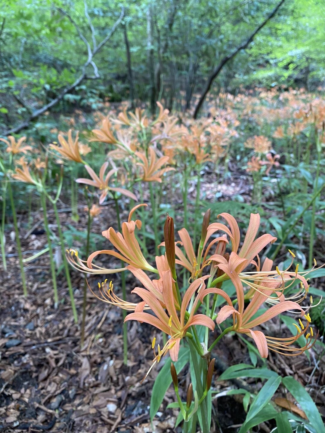 進むも地獄…戻るも地獄… / ARままさんの雷山・井原山の活動データ | YAMAP / ヤマップ