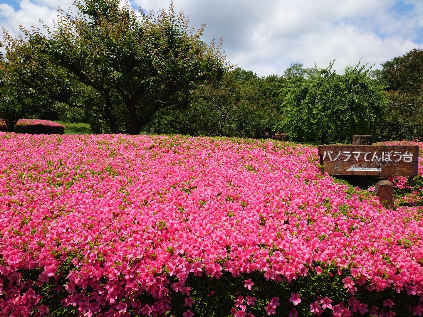 岩本山・明星山お手軽登山シリーズ / yagarinさんの岩本山・明星山の活動データ | YAMAP / ヤマップ