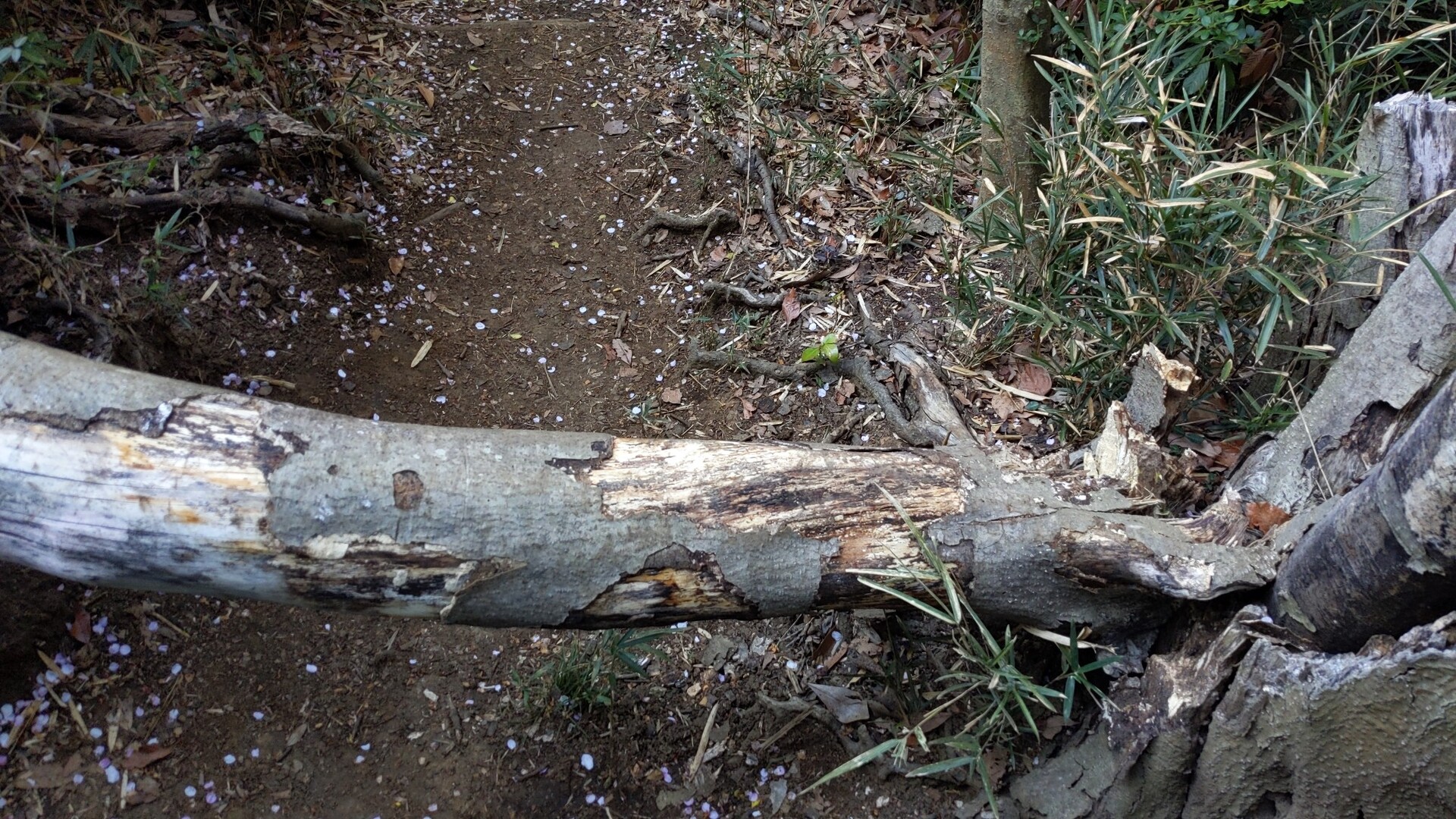 nakameguさんの投稿したフィールドメモ | YAMAP / ヤマップ