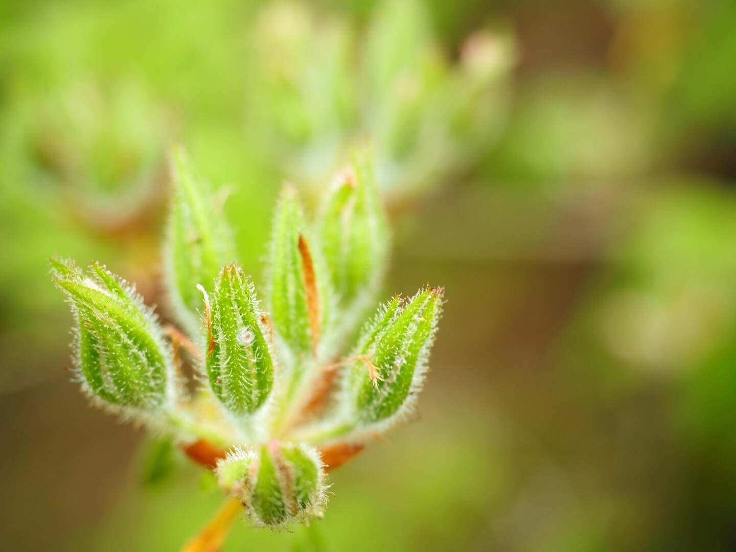 愛宕山 / ayanoさんの愛宕山・三頭山・朝日峯の活動データ | YAMAP / ヤマップ