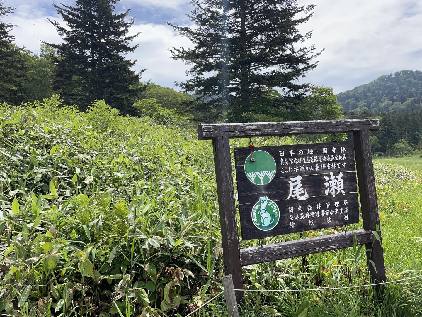 尾瀬・燧ヶ岳-2023-07-18 / TYJ.yumiさんの尾瀬・燧ヶ岳の活動日記 | YAMAP / ヤマップ