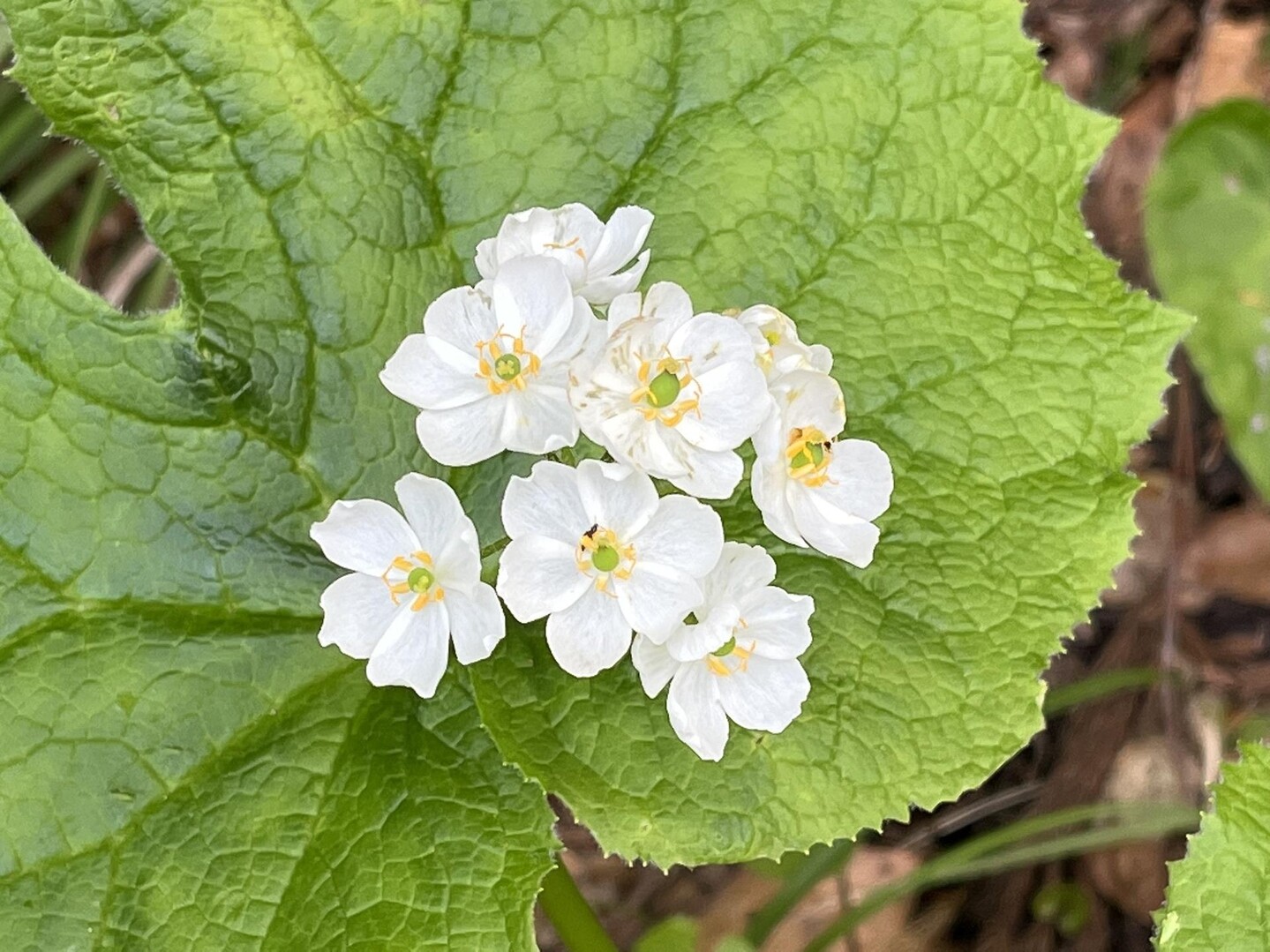 弥彦山 / MIさんの弥彦山・多宝山・雨乞山の活動データ | YAMAP / ヤマップ