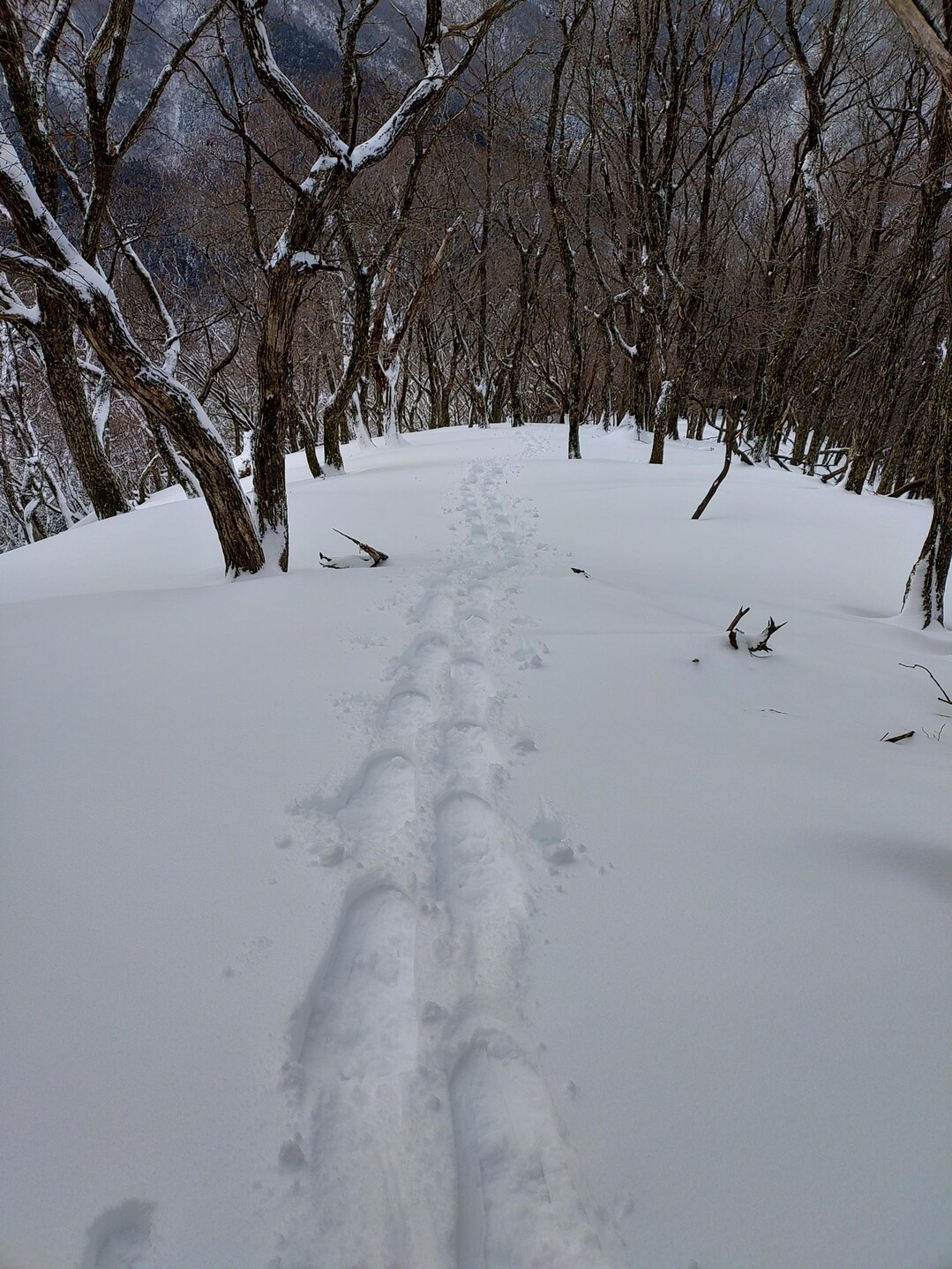 皆子山 / R.hondaさんのハイキングの活動データ | YAMAP / ヤマップ