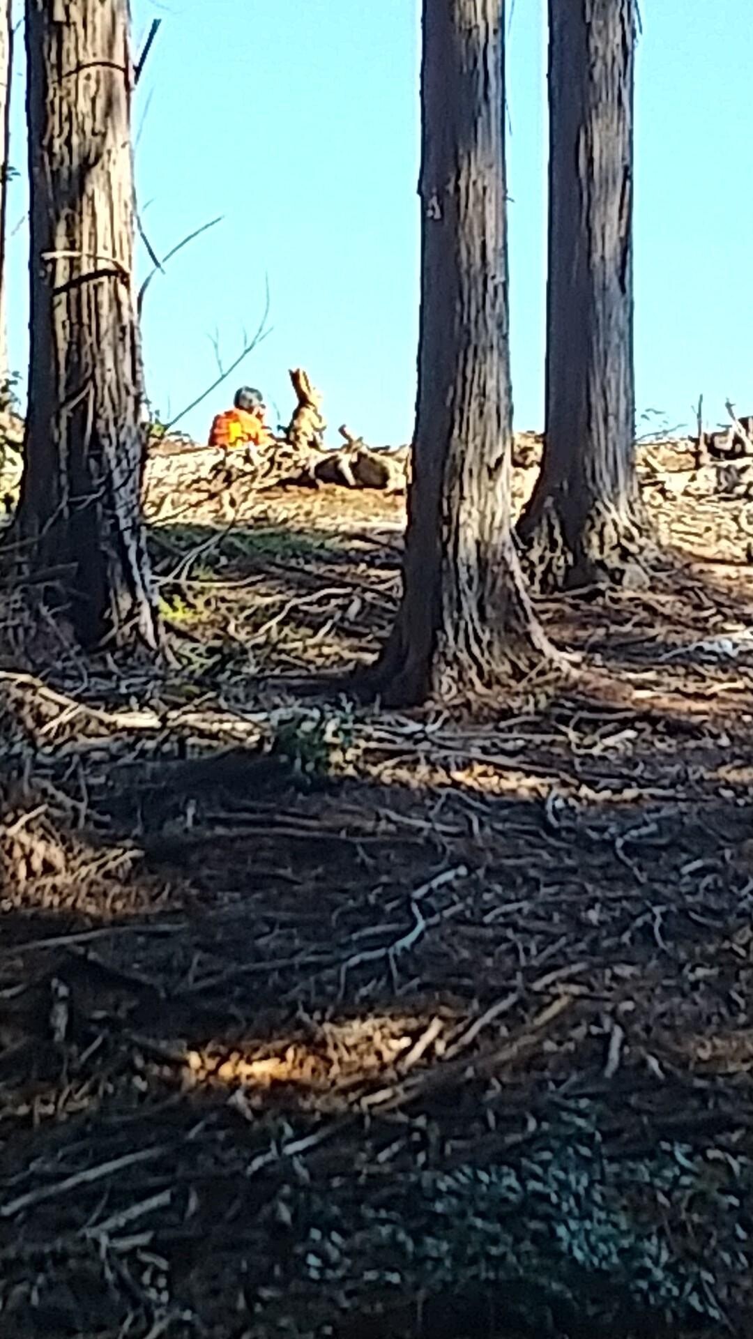 天神山350m、うさぎがいます🧡 12... / ぶりちゃん。さんのモーメント | YAMAP / ヤマップ