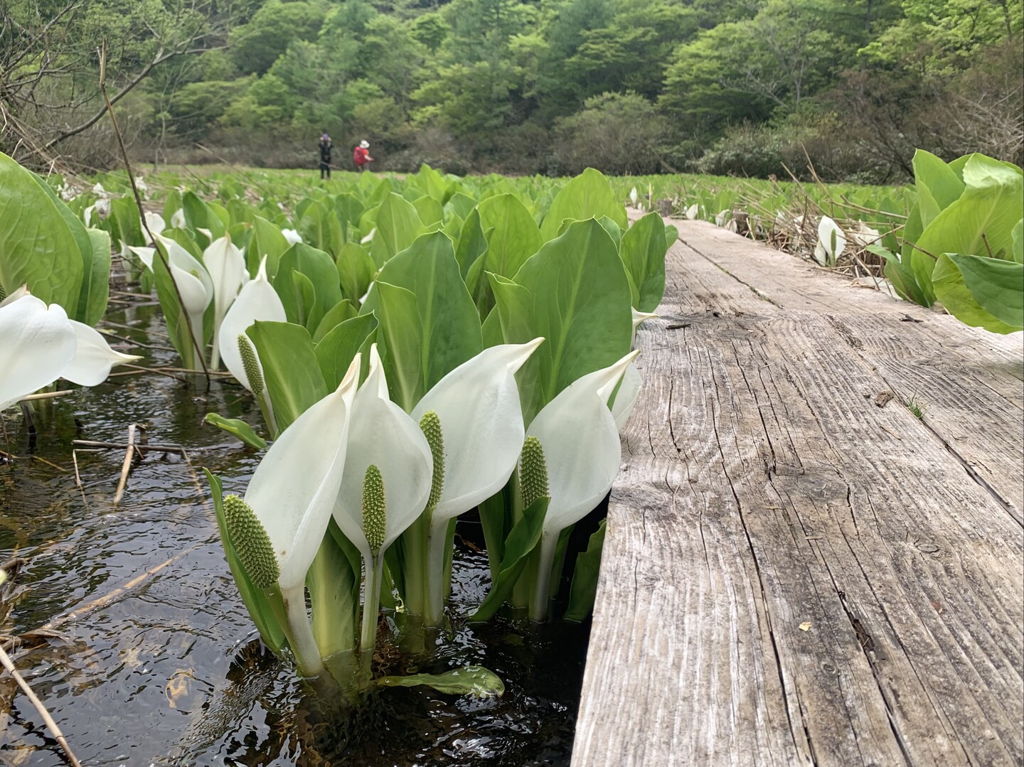 高落場山→高清水山 周回ルート / ハラミちゃんさんの高清水山・高落場山・八乙女山の活動データ | YAMAP / ヤマップ