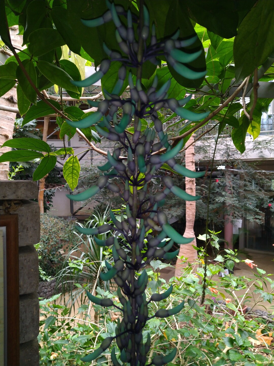 WLK🚶‍♀;小田原フラワーガーデン / のりさんの小田原市の活動日記 | YAMAP / ヤマップ