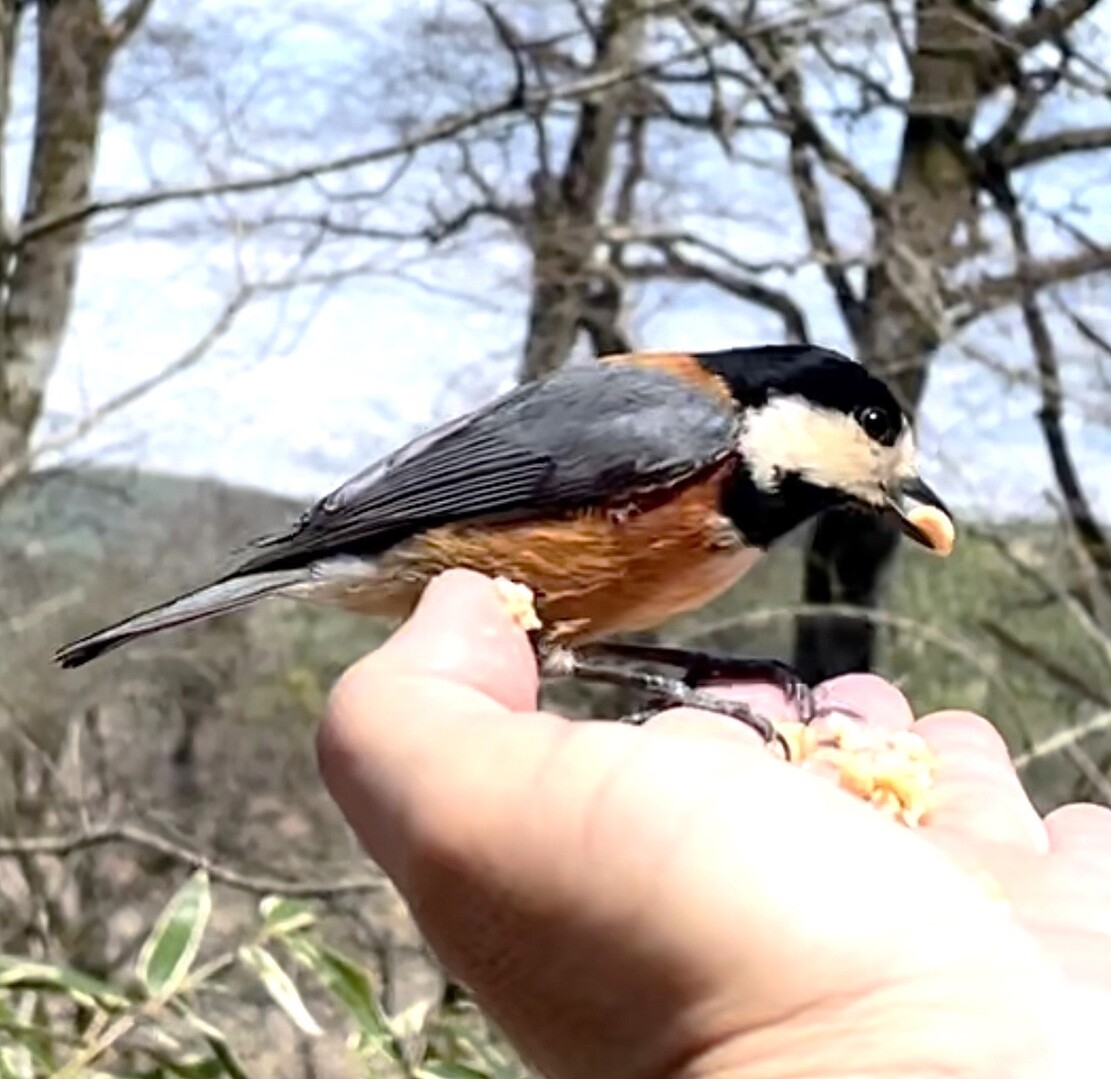 葛木岳・金剛山 / ie_yasさんの金剛山・二上山・大和葛城山の活動データ | YAMAP / ヤマップ