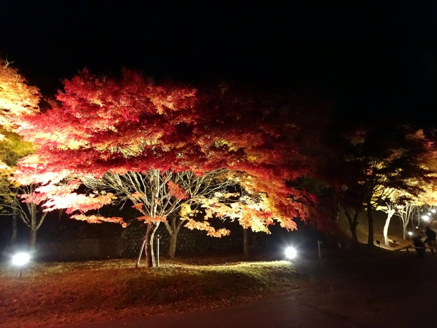 箕輪もみじ湖🍁ライトアップ / けいさんのモーメント | YAMAP / ヤマップ