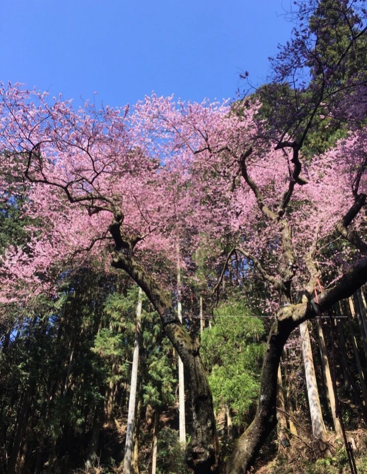 弥生つめたい風 https://yout... / コックンさんのモーメント | YAMAP / ヤマップ