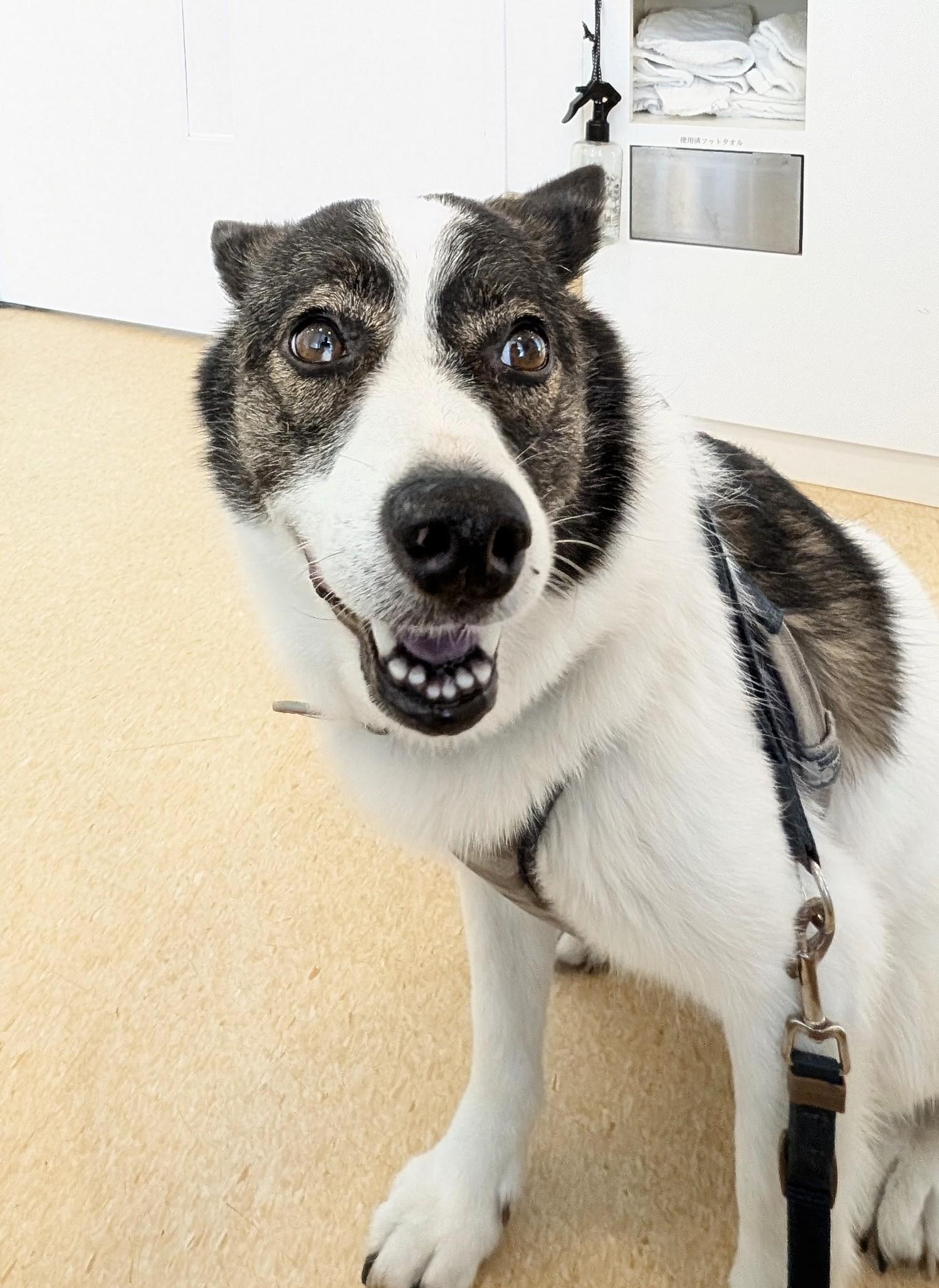 Dog morning 🕙️ 狂犬病... / もみじ🐺 & パパ😎さんのモーメント | YAMAP / ヤマップ