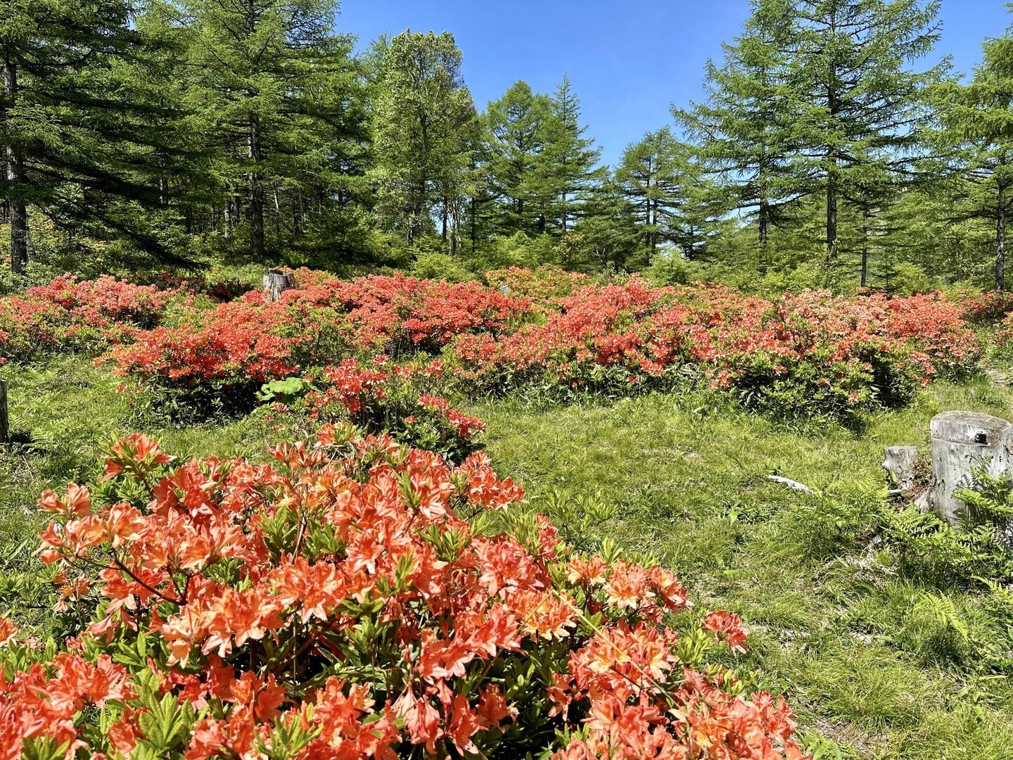 湯ノ丸高原ツツジ祭りに寄って観た！ / qkaruさんの湯ノ丸山・角間山・鍋蓋山の活動データ | YAMAP / ヤマップ