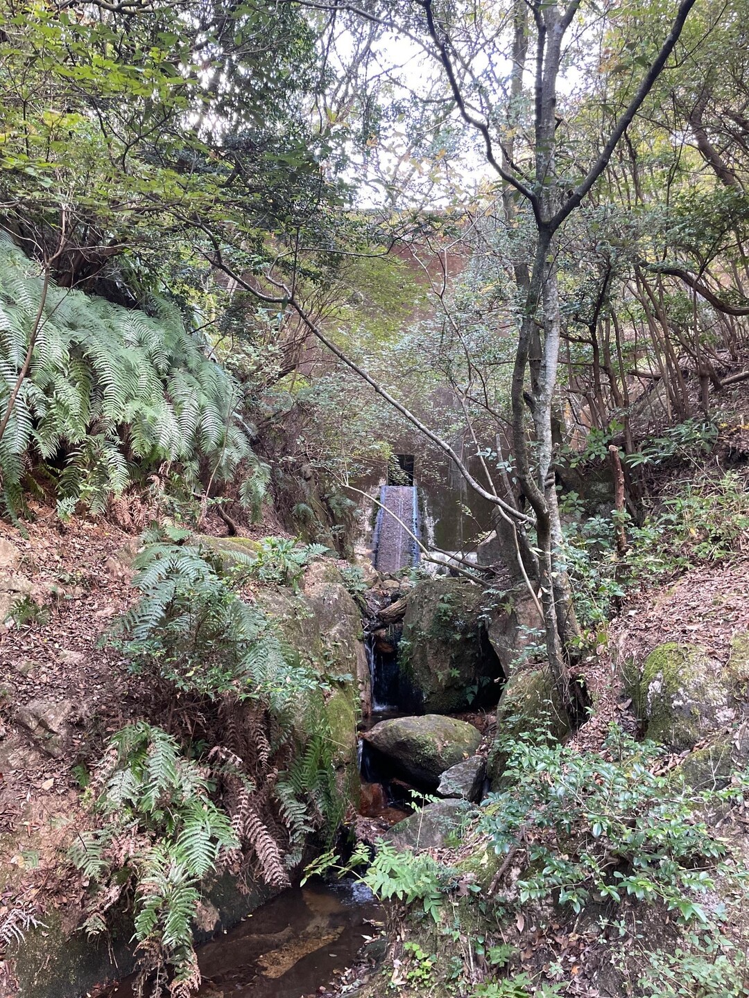 midoriさんの投稿したフィールドメモ | YAMAP / ヤマップ