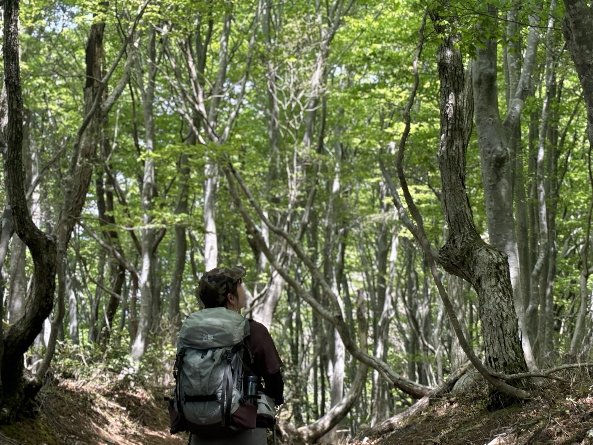 Ochisan〜越知山〜 / つんねるさんの越知山・六所山の活動データ | YAMAP / ヤマップ