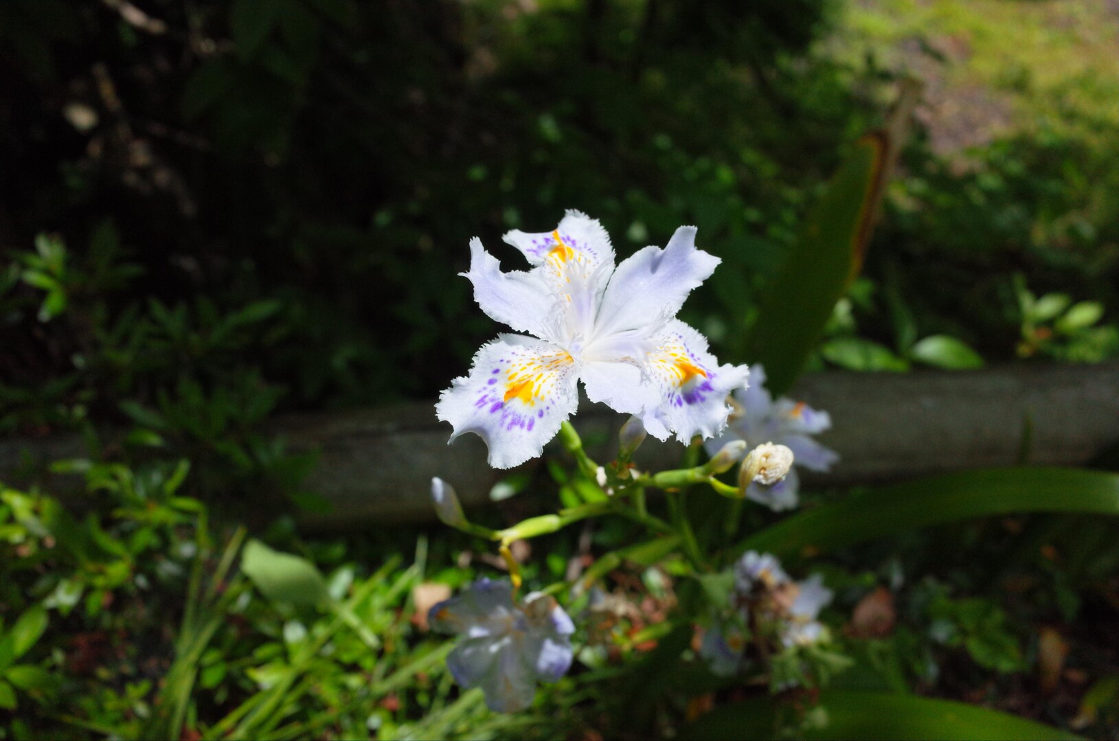 奥久慈男体山～白木山 ※健脚コース / Bluewindさんの奥久慈男体山・月居山・篭岩（篭岩山）の活動データ | YAMAP / ヤマップ