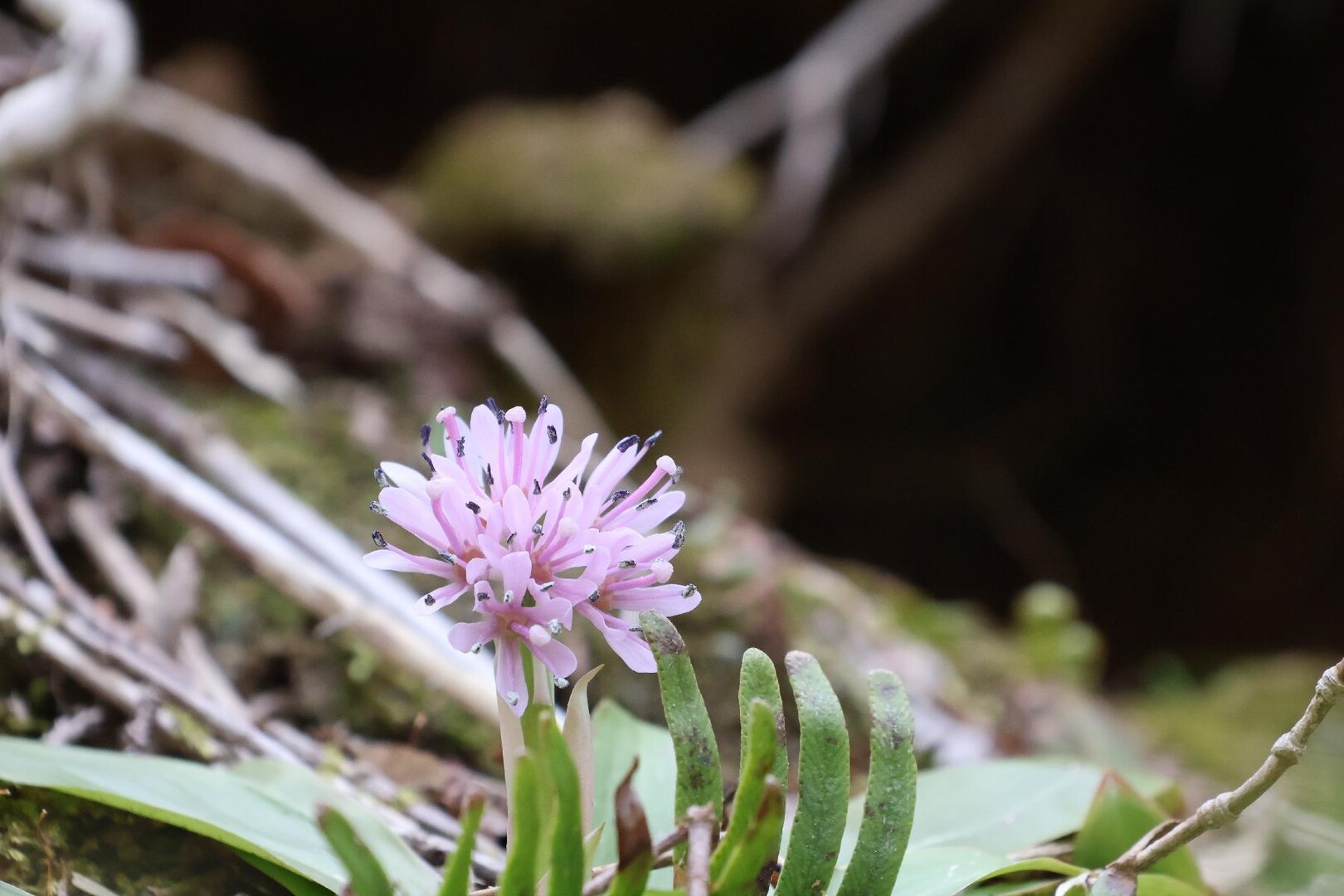 イワウチワが見頃とのことで岡山県の伯州山... / kazuさんのモーメント | YAMAP / ヤマップ