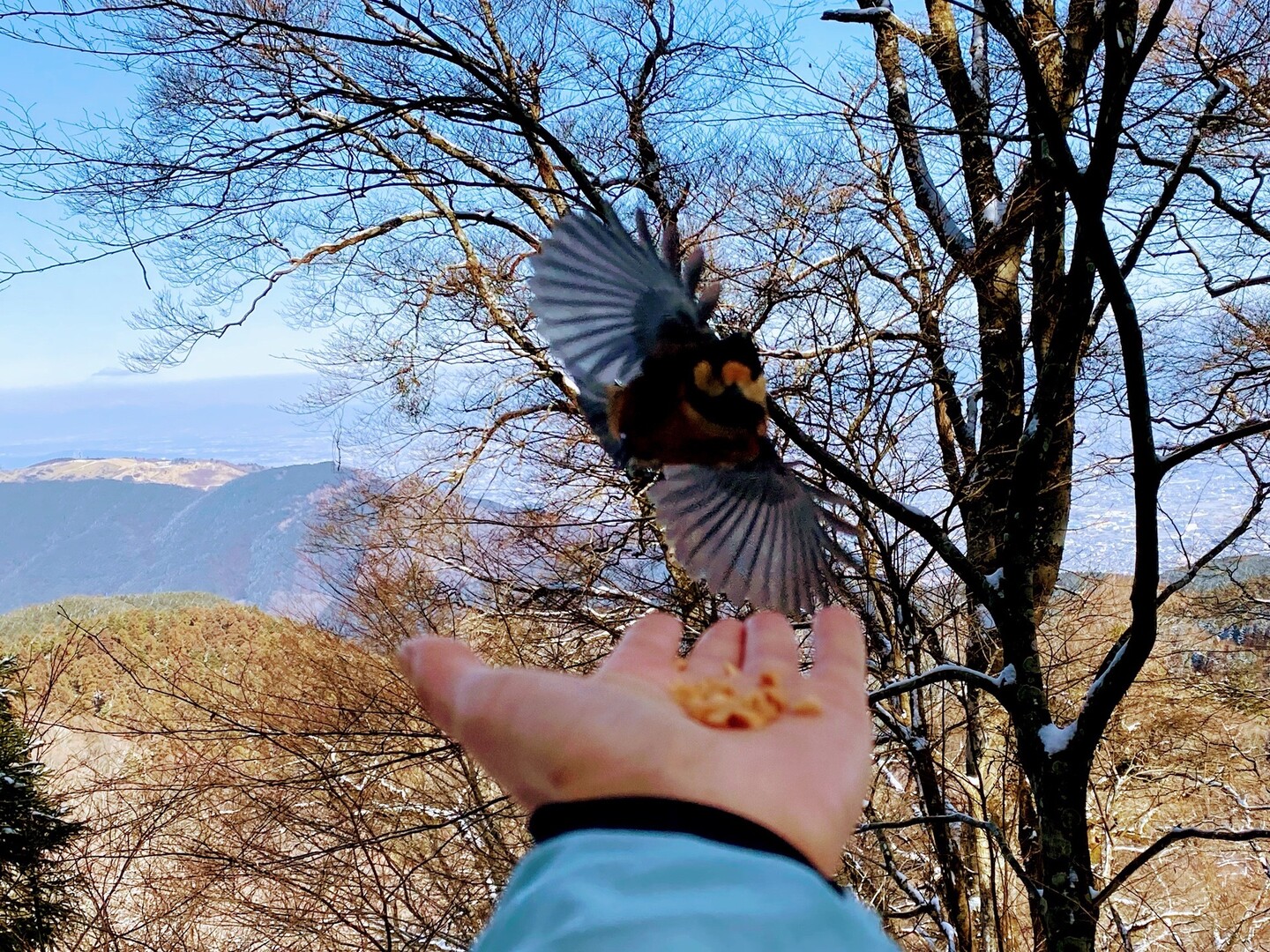 金剛山 / Yukakoさんの金剛山・二上山・大和葛城山の活動データ | YAMAP / ヤマップ