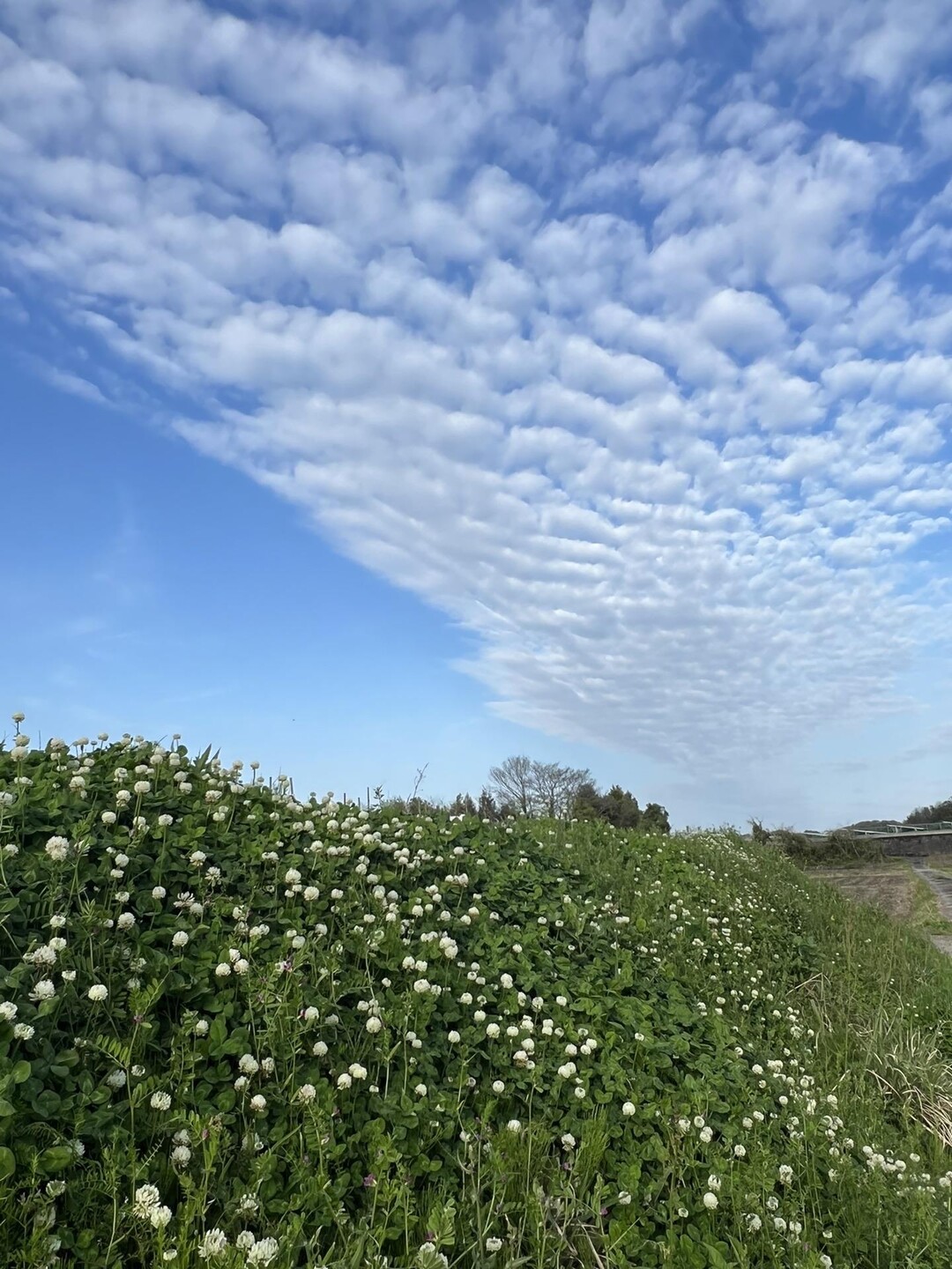 ぶらっと散歩🚶‍♀️ いい気分転換🍀... / ともこさんのモーメント | YAMAP / ヤマップ