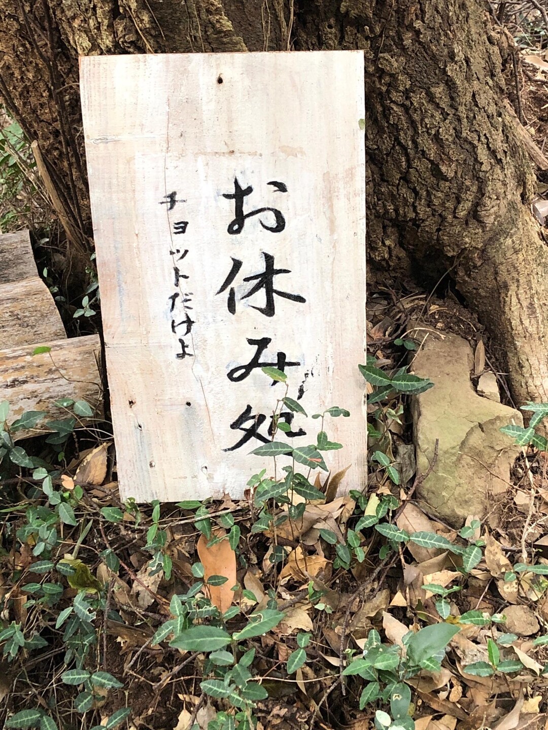 里山チョットだけよ〜♬ / あきTRさんの千葉山・白岩寺山の活動データ | YAMAP / ヤマップ