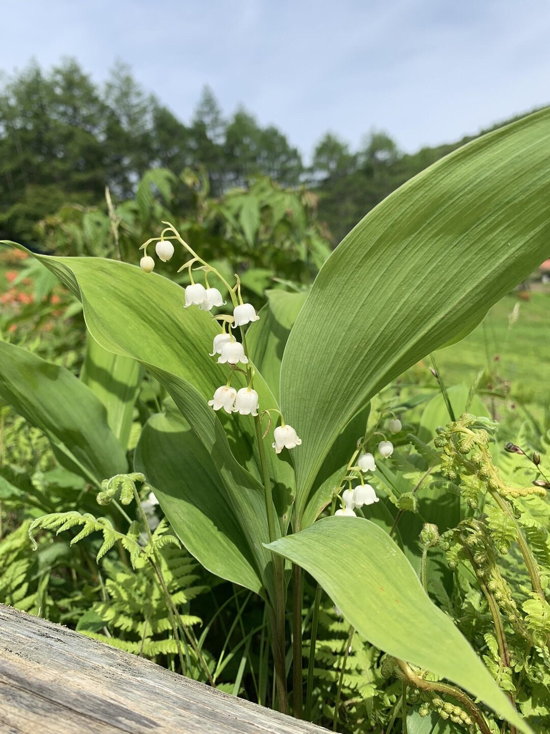 南アルプス 入笠山 / konさんさんの入笠山の活動データ | YAMAP / ヤマップ