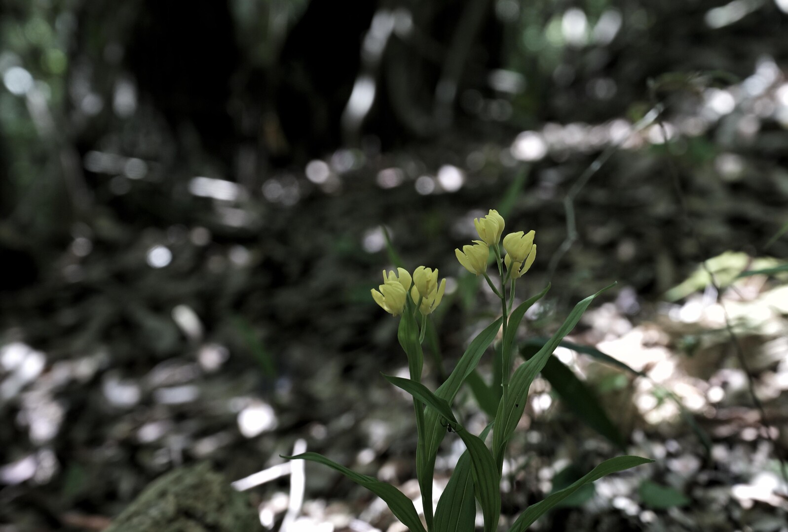 尾根道 / chocoさんの明星山・白金山の活動データ | YAMAP / ヤマップ