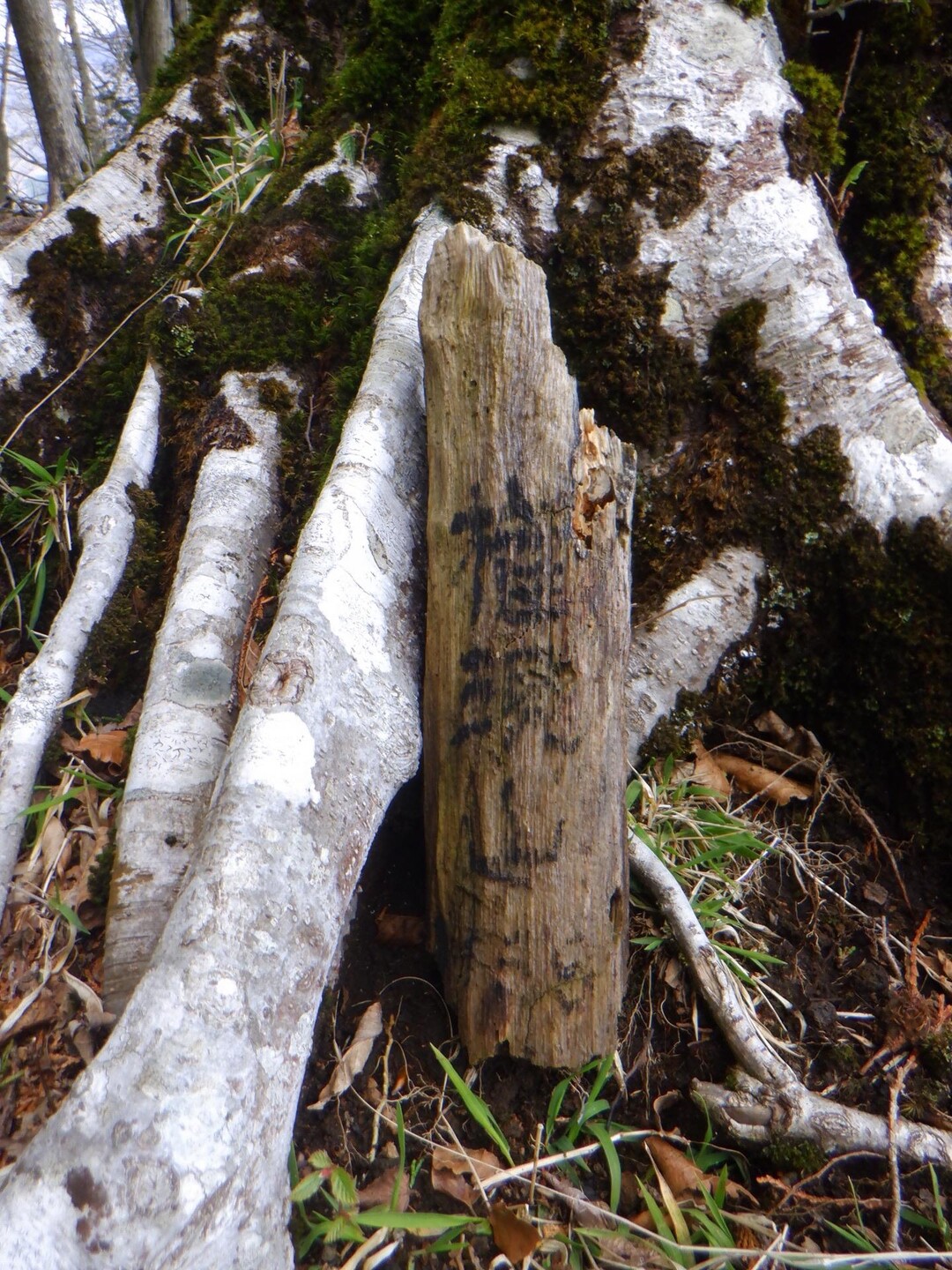 中川川水系 マスキ嵐沢 NO3 / omiさんの沢登りの活動データ | YAMAP / ヤマップ