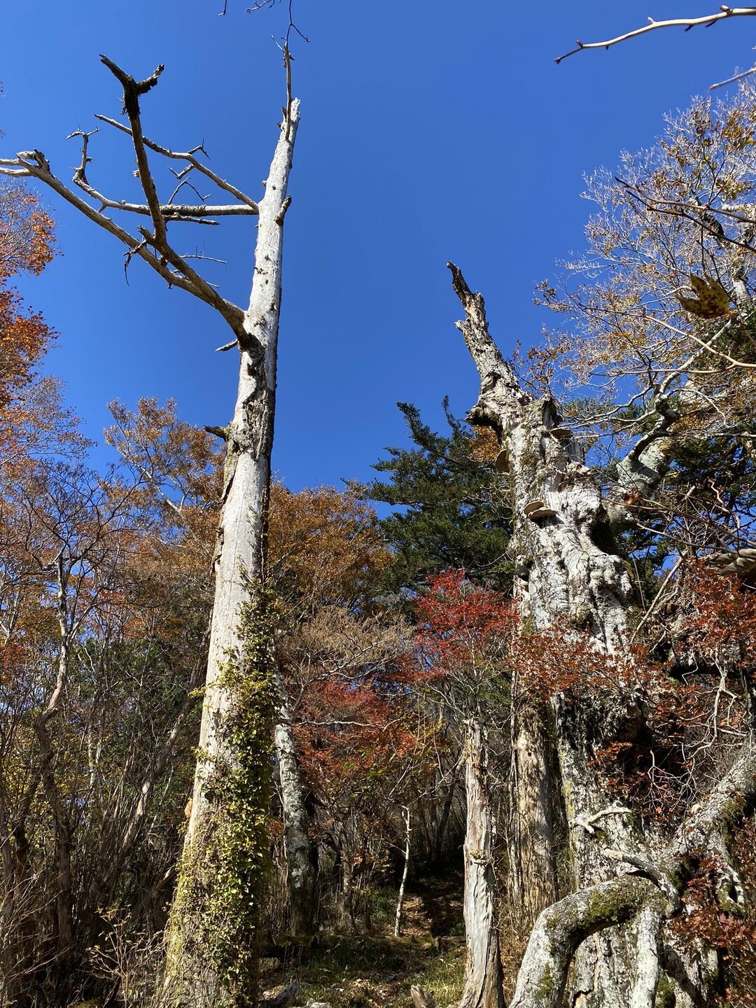 西門山・稲叢山 / a24さんの稲叢山の活動データ | YAMAP / ヤマップ