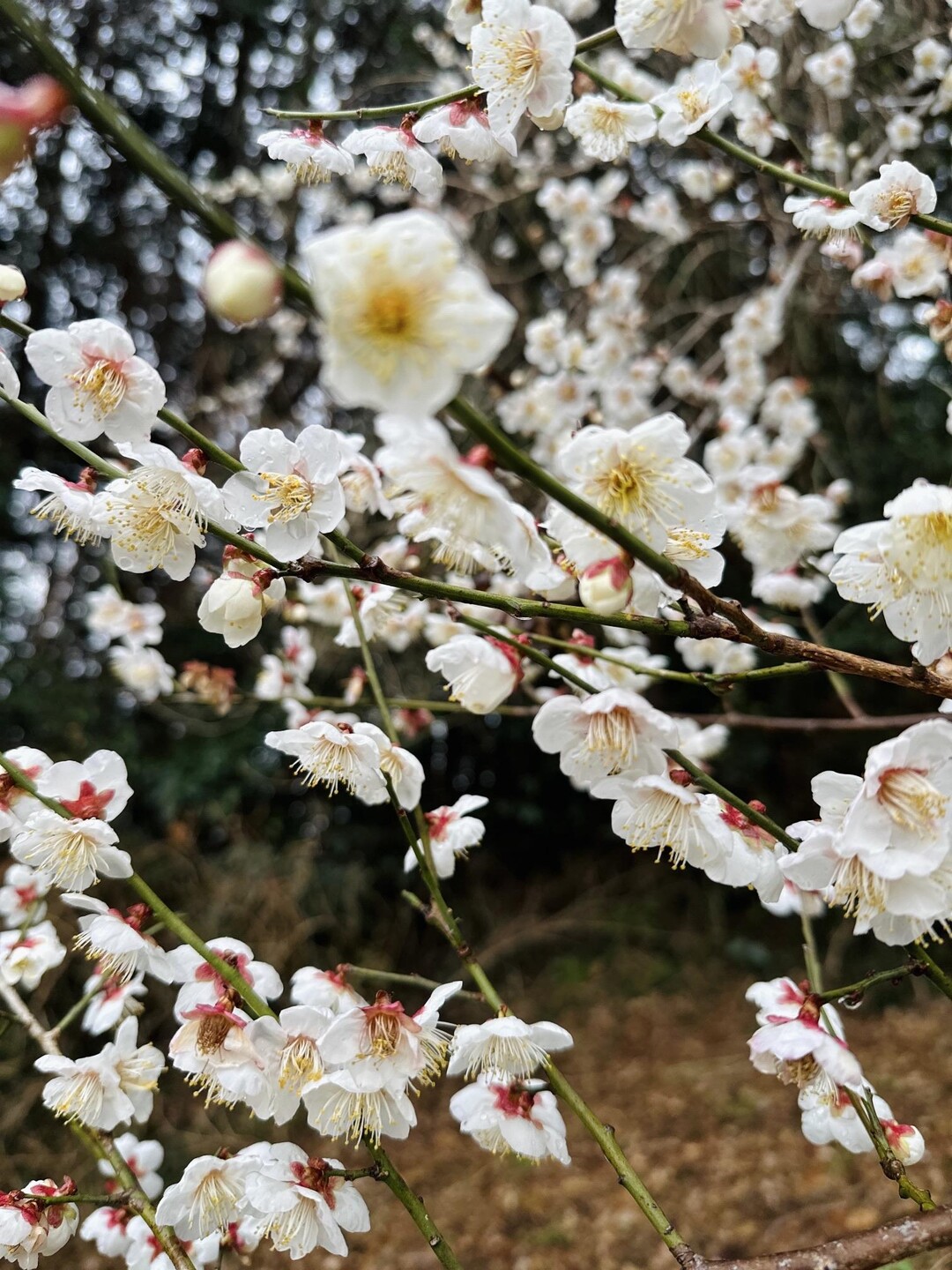 梅香る岩本山へお散歩-2024-02-04 / uruさんのウォーキングの活動データ | YAMAP / ヤマップ