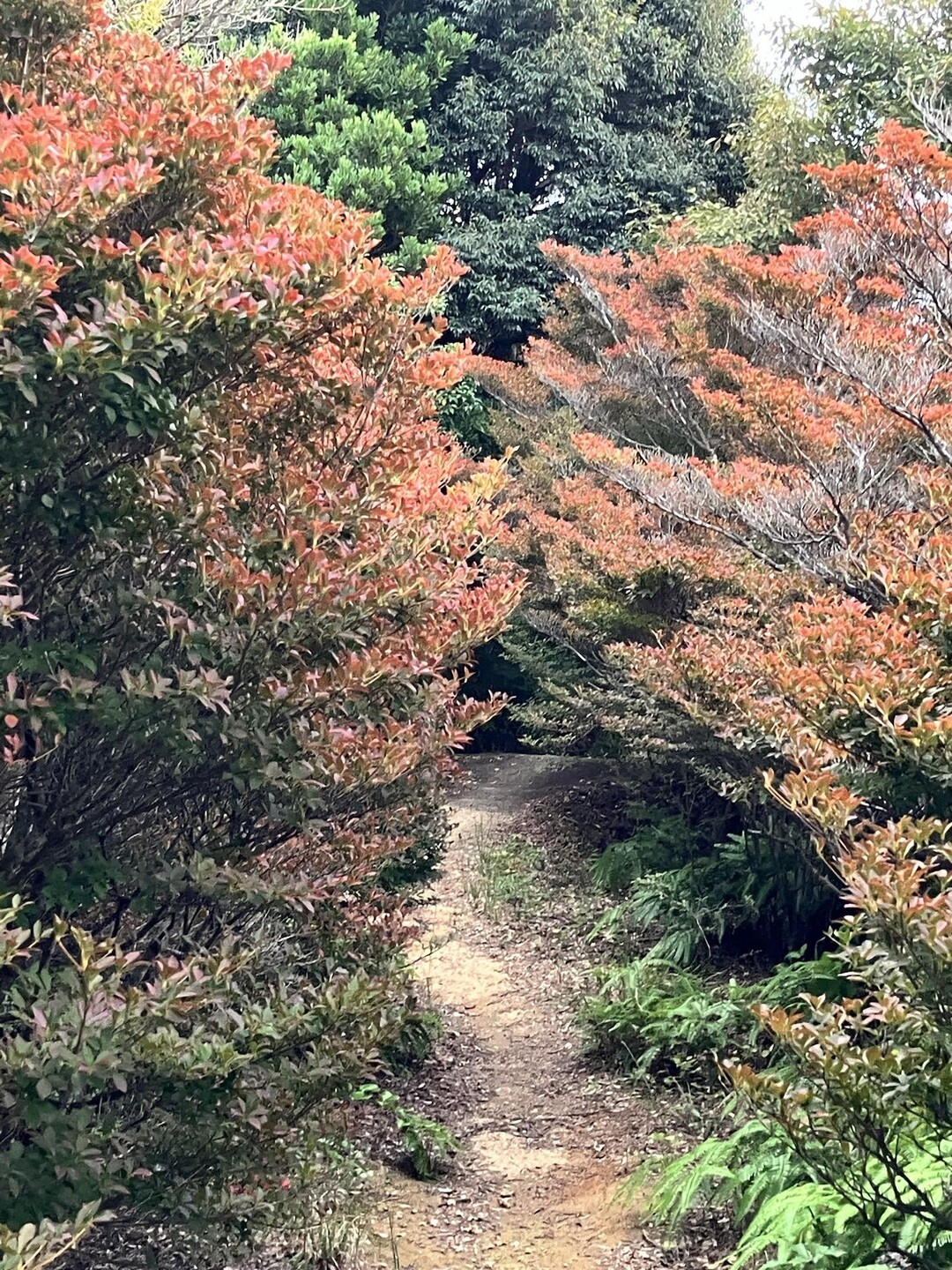 観音岳 ドウダンはどうなん？ / seiさんの霜降岳（霜降山）・観音岳・白岩山の活動データ | YAMAP / ヤマップ