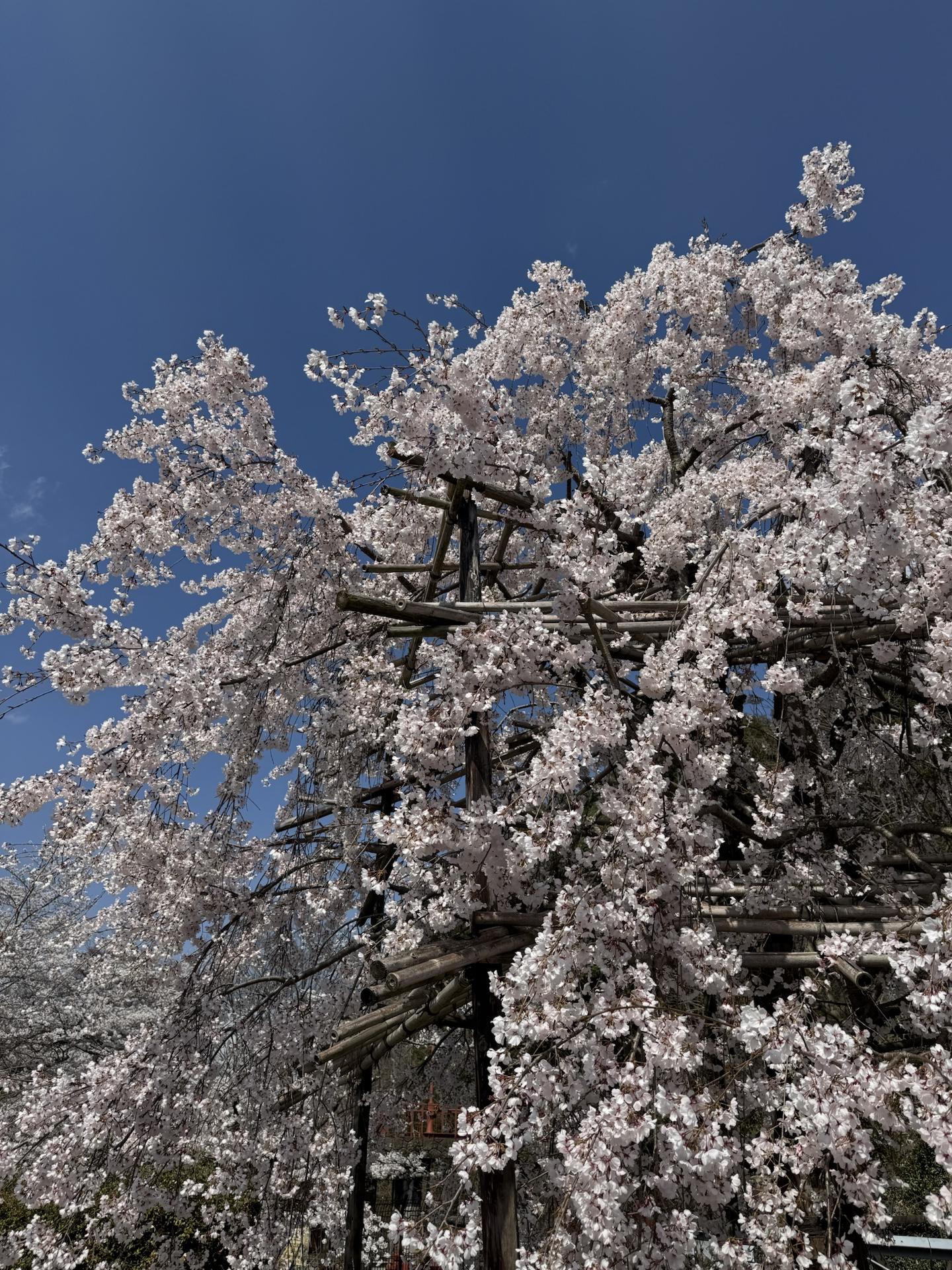 ウォーキング-2025-04-06 / m-ohmiさんのウォーキングの活動データ | YAMAP / ヤマップ