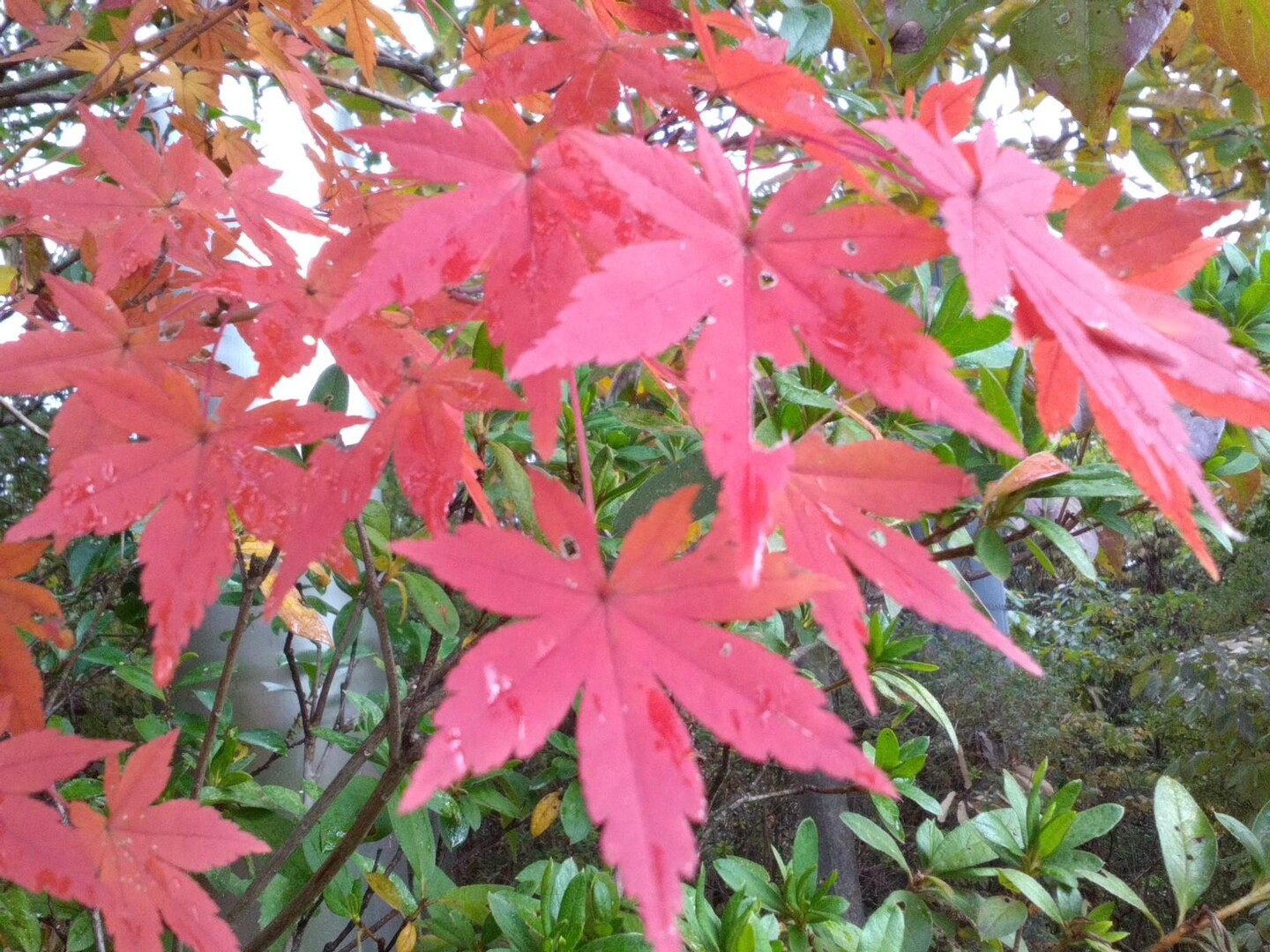 三井山(～秋染まる🍁～) / yasuさんの三井山の活動データ | YAMAP / ヤマップ