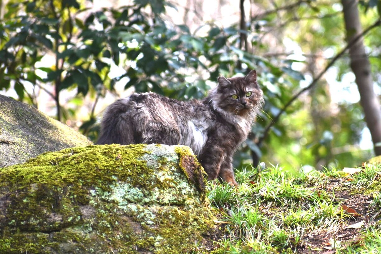 【つぶやき】 寒さもまだまだ厳しい如月で... / K.Soutaさんのモーメント | YAMAP / ヤマップ