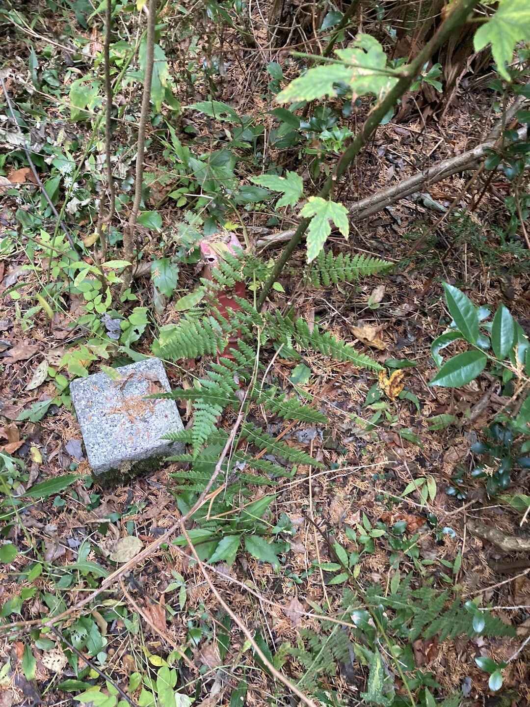 231123 福岡県八女市 広川原 / ドゥトラさんの八方ヶ岳の活動データ | YAMAP / ヤマップ