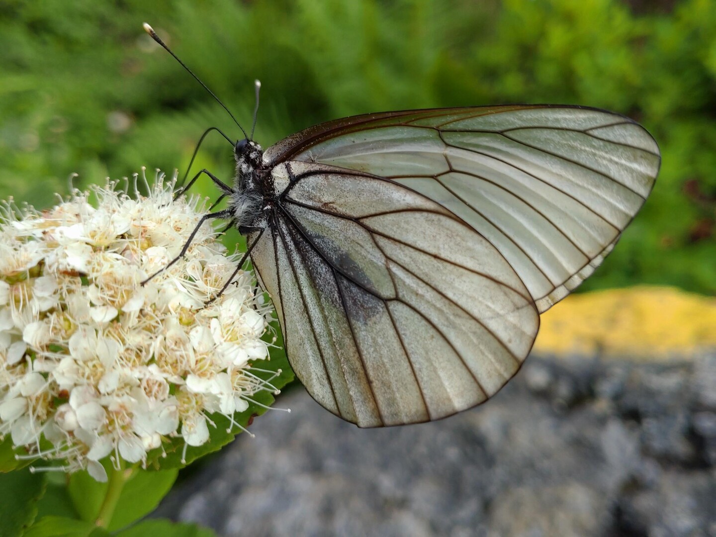 yuiのページ | YAMAP / ヤマップ