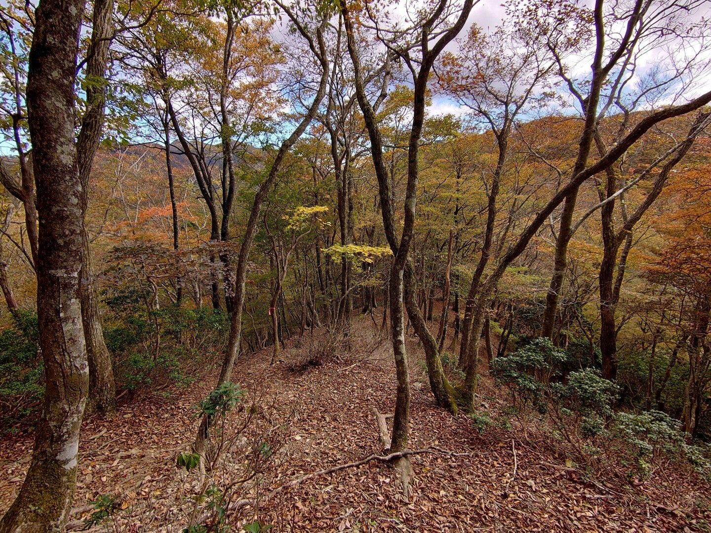 雨乞岳 / samさんのウォーキングの活動データ | YAMAP / ヤマップ