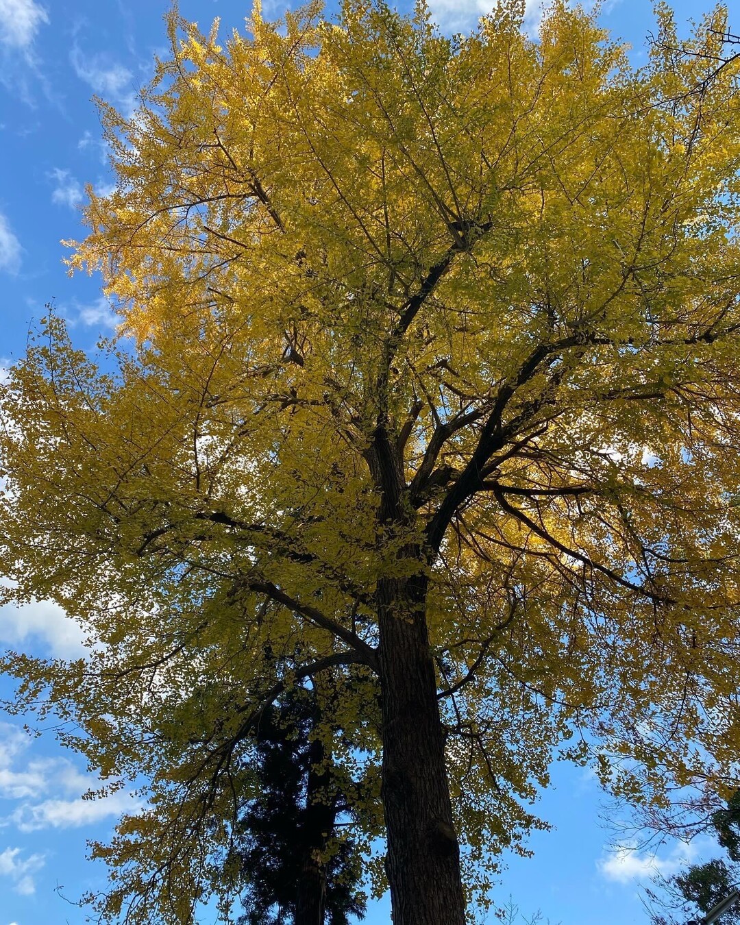 九州オルレ 新宮コース イチョウが見頃で... / MOさんのモーメント | YAMAP / ヤマップ