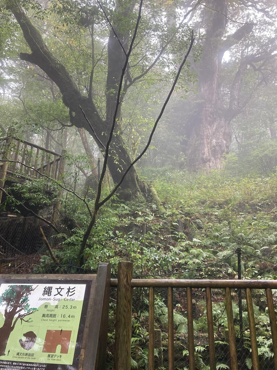 屋久島・縄文杉 / jinger8さんの屋久島・宮之浦岳の活動データ | YAMAP / ヤマップ