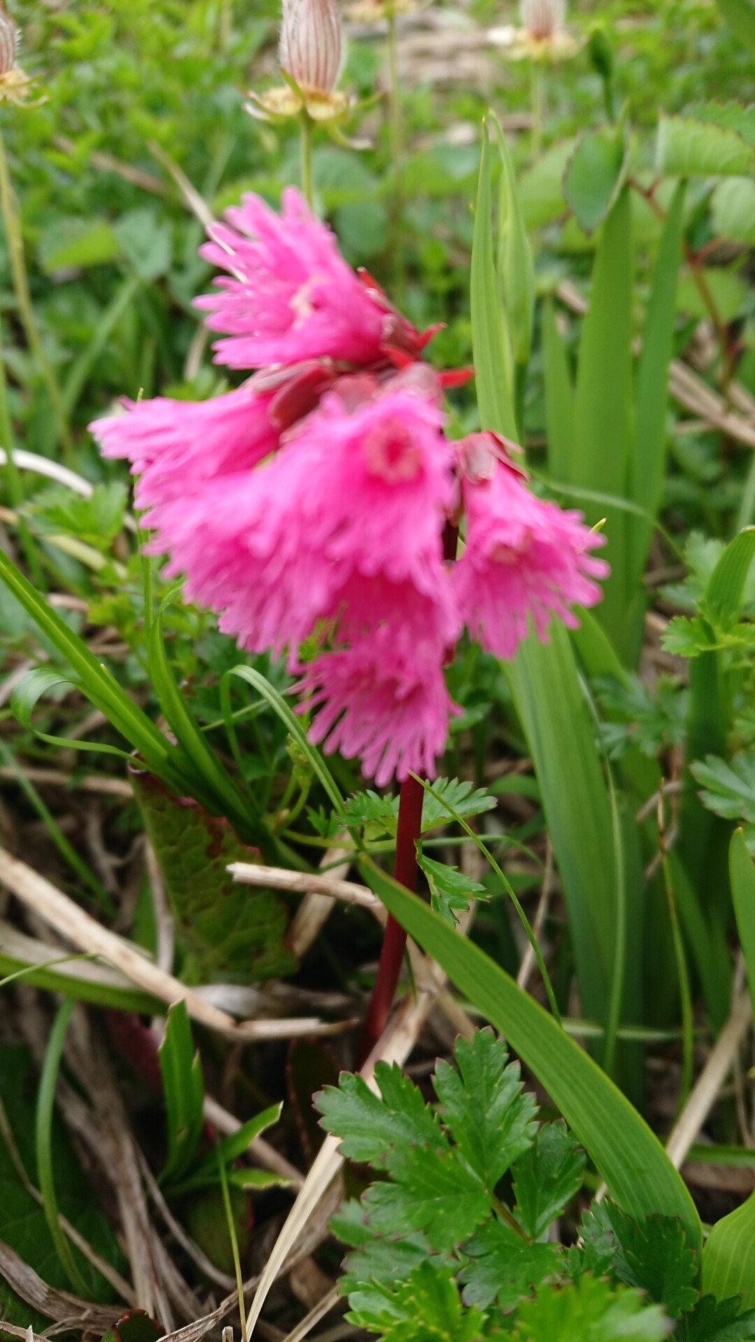 Hachiのページ | YAMAP / ヤマップ