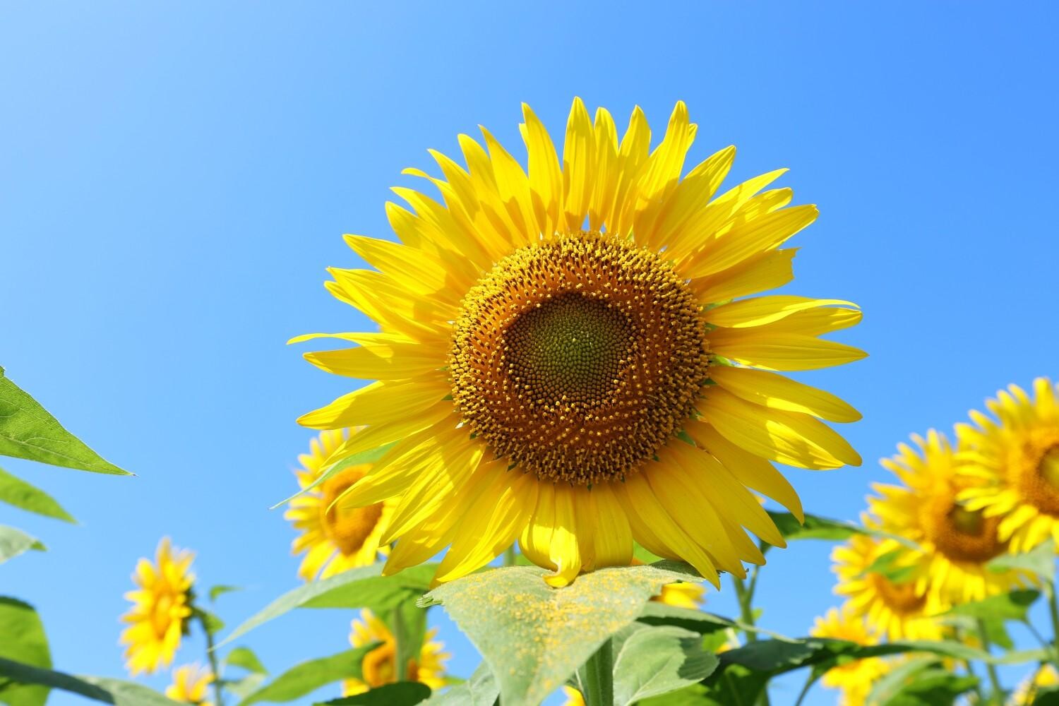 この時期は、暑いのもあるけれど、午後にな... / Windyさんのモーメント | YAMAP / ヤマップ