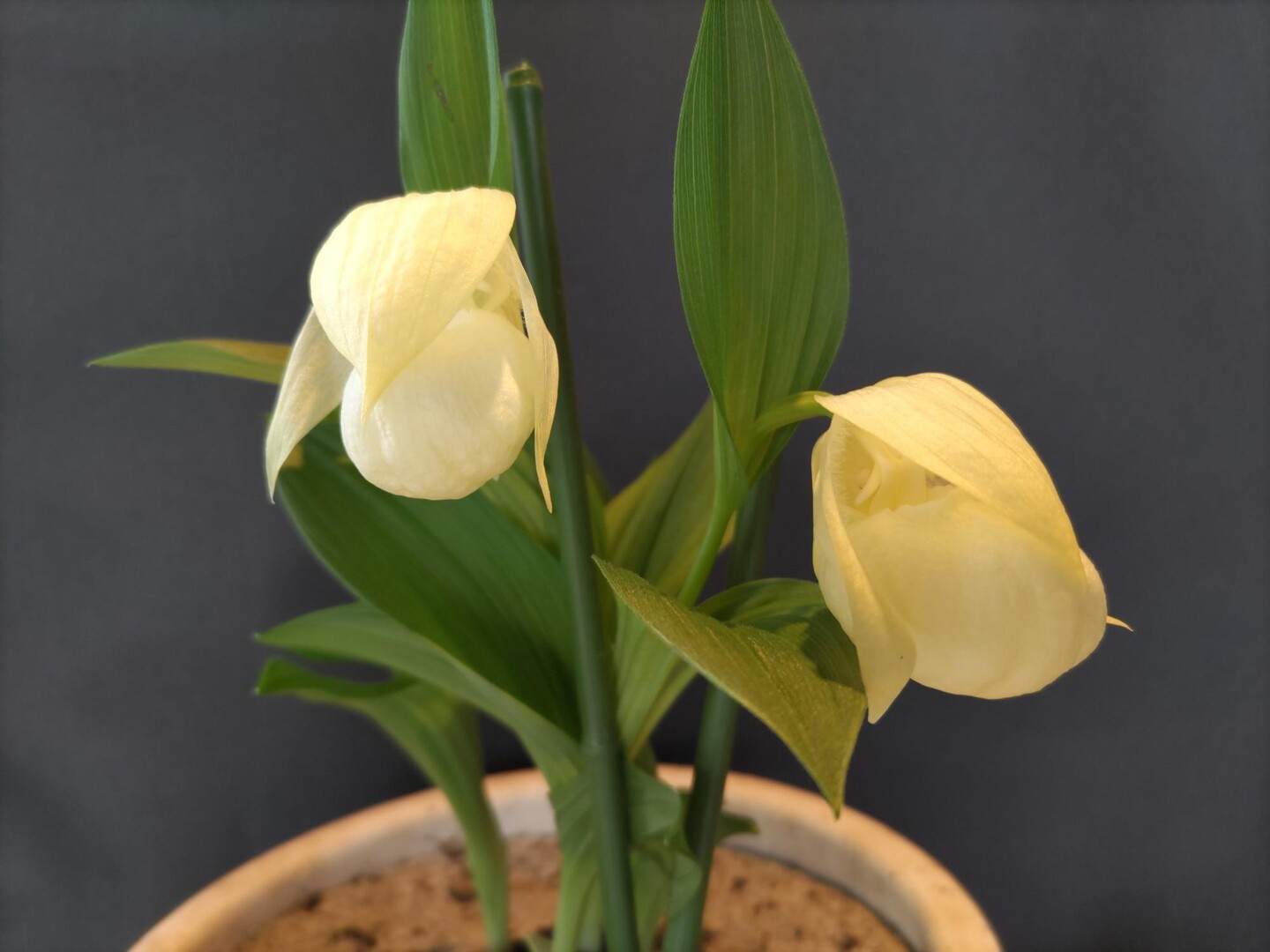 礼文島ラストはゴロタ山 礼文島3 / Arcさんの礼文島の活動データ | YAMAP / ヤマップ