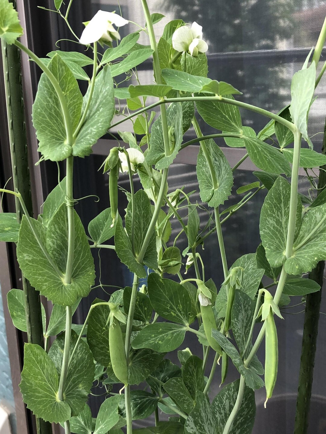 ベランダ菜園のスナップえんどう🫛実をつ... / naoさんのモーメント | YAMAP / ヤマップ