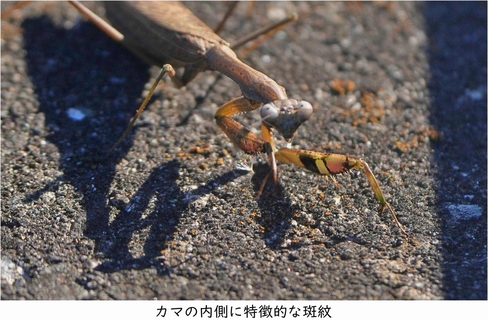 今日の散歩📷・・・今日も被写体を探しな... / アキチャン1491さんのモーメント | YAMAP / ヤマップ