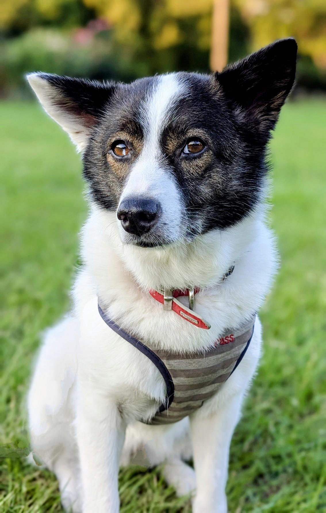 Dog morning 🕕️ もし間... / もみじ🐺 & パパ😎さんのモーメント | YAMAP / ヤマップ