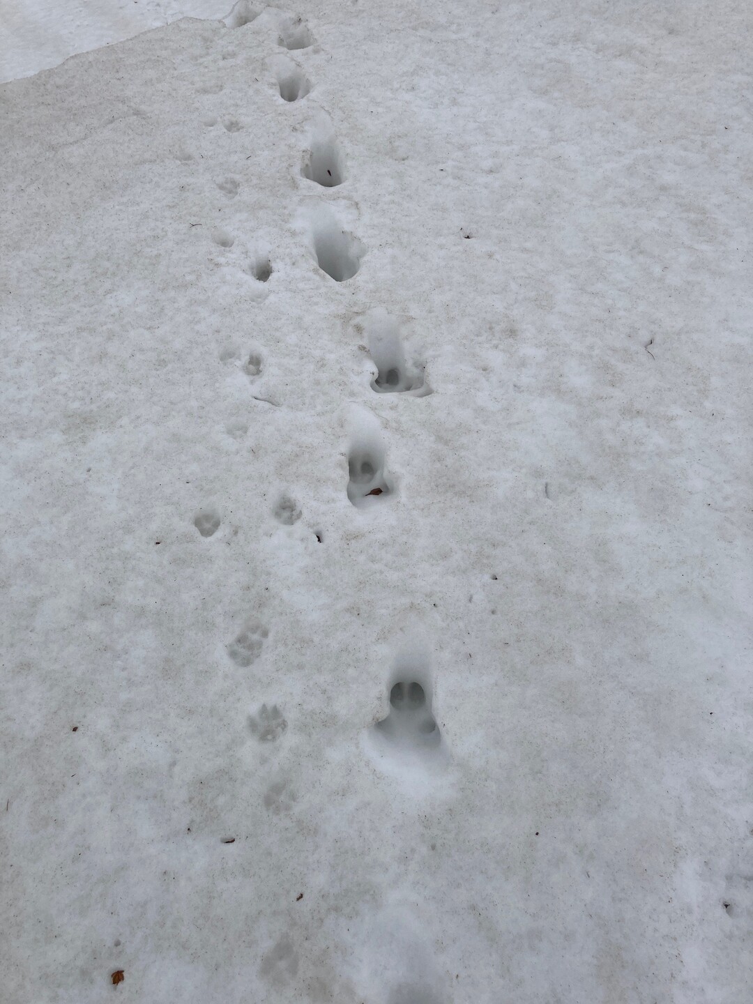 ISAさんの投稿したフィールドメモ | YAMAP / ヤマップ