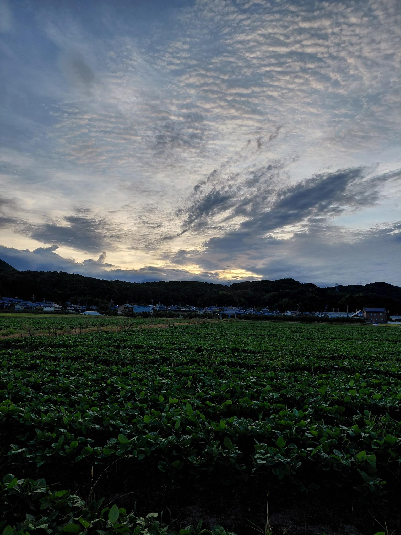 鷺山2025.9.4 103 / りっちゃんさんの城ヶ峰の活動データ | YAMAP / ヤマップ
