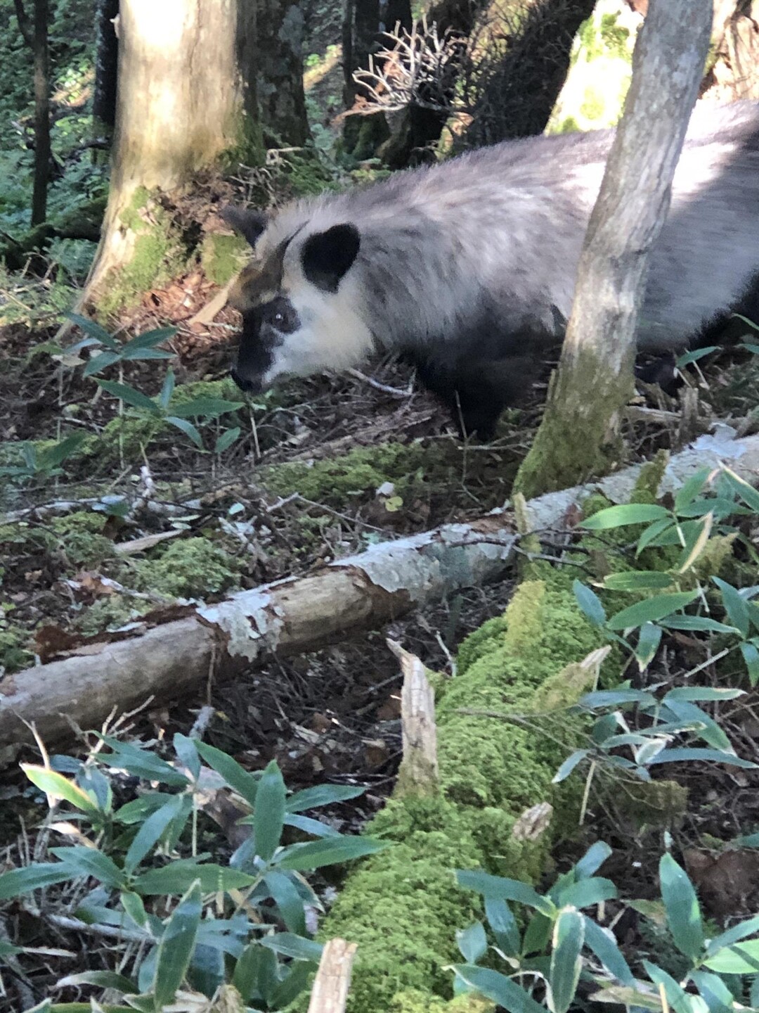 空木岳 (池山尾根ピストン) / Co-CHeさんの木曽駒ヶ岳・空木岳・越百山の活動データ | YAMAP / ヤマップ
