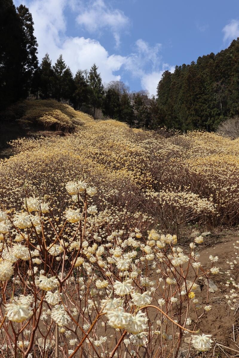 屋敷山のミツマタ / nabe_kumaさんの根本山・熊鷹山・氷室山の活動データ | YAMAP / ヤマップ
